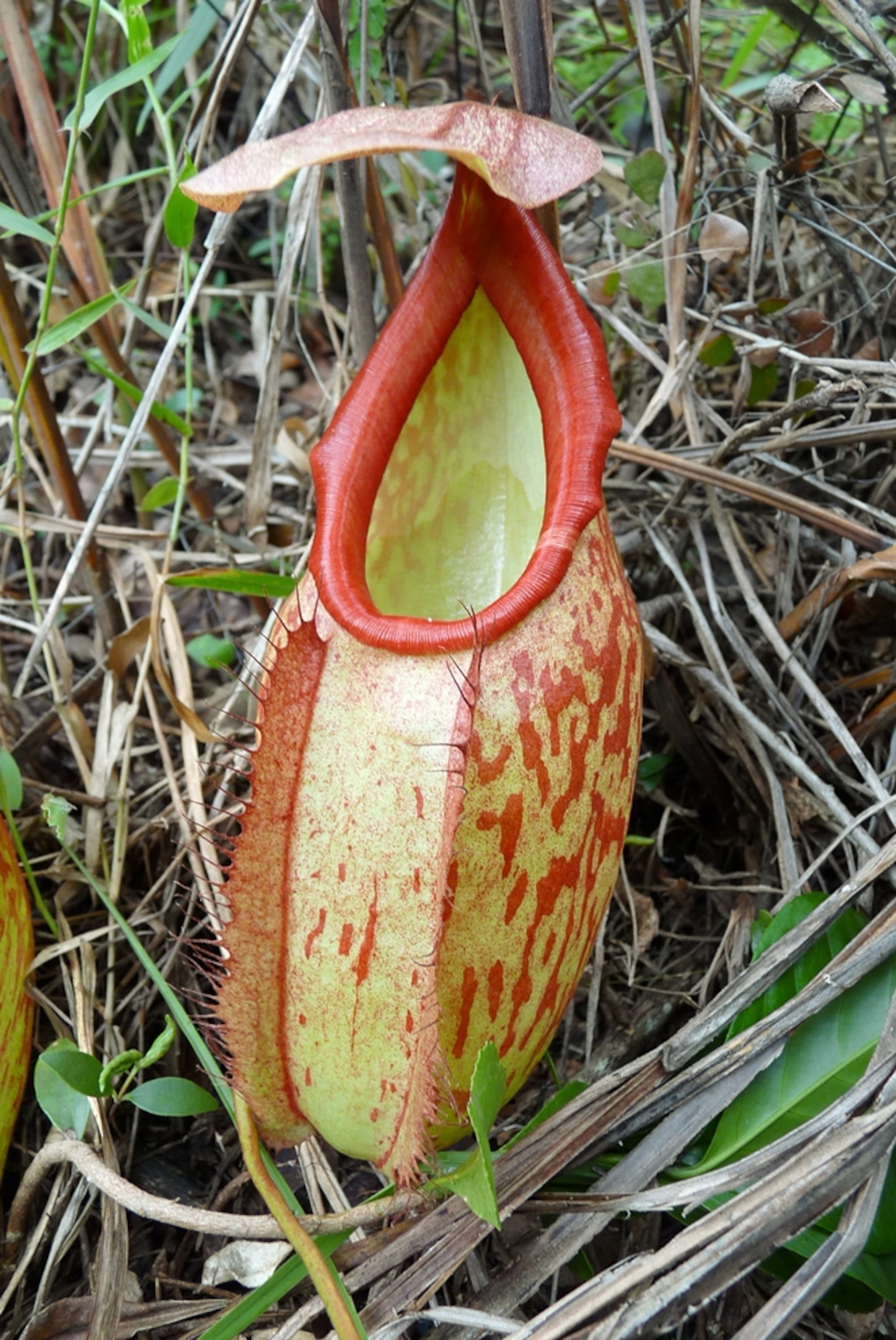 Photos: "Elvis Monkey," Cloning Lizard Among New Mekong Species ...