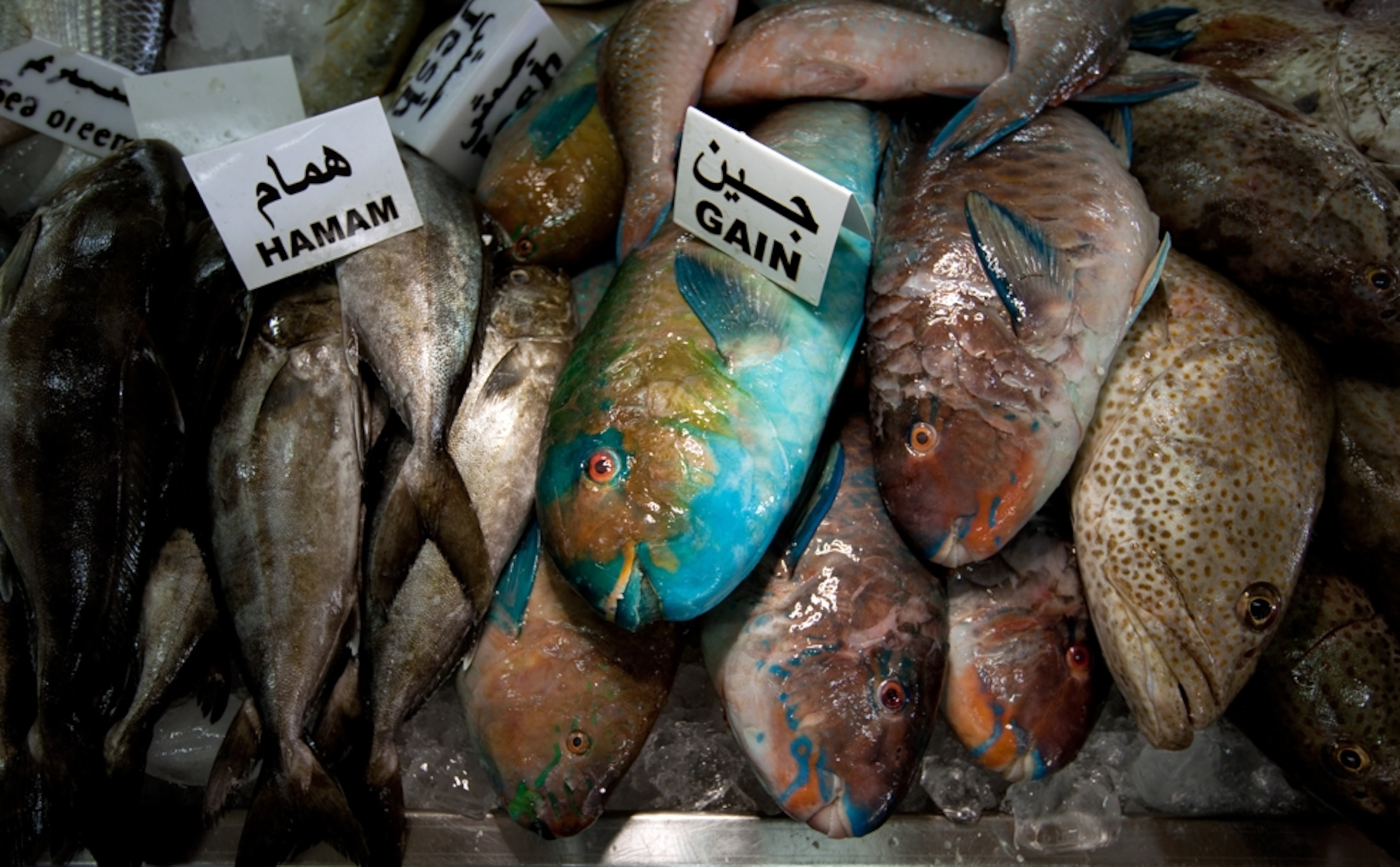 Abu Dhabi Fish Market Photos -- National Geographic | National Geographic