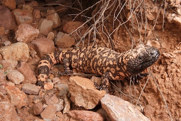 Gila monster, facts and information