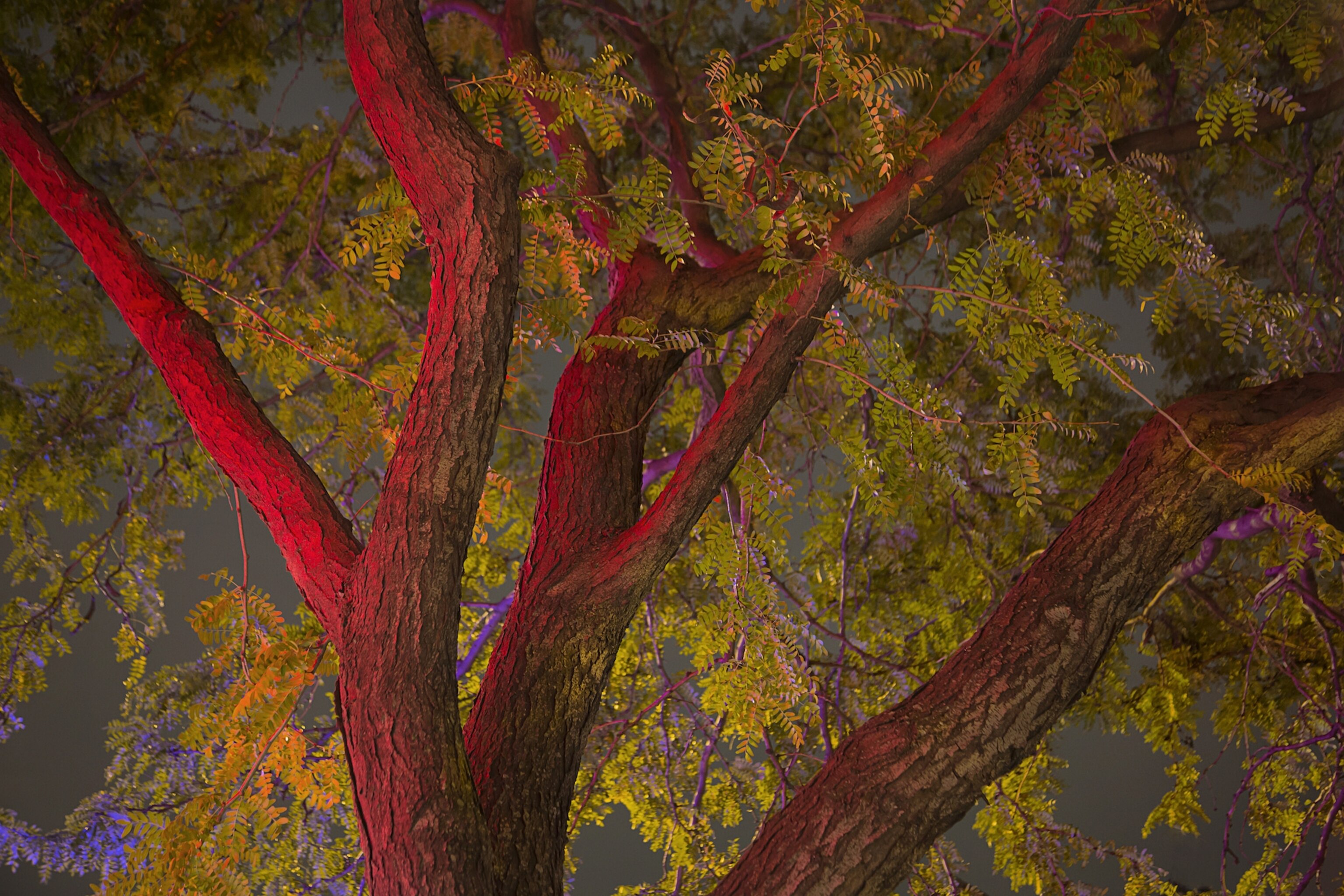 The Singular Drama of New York Trees | National Geographic