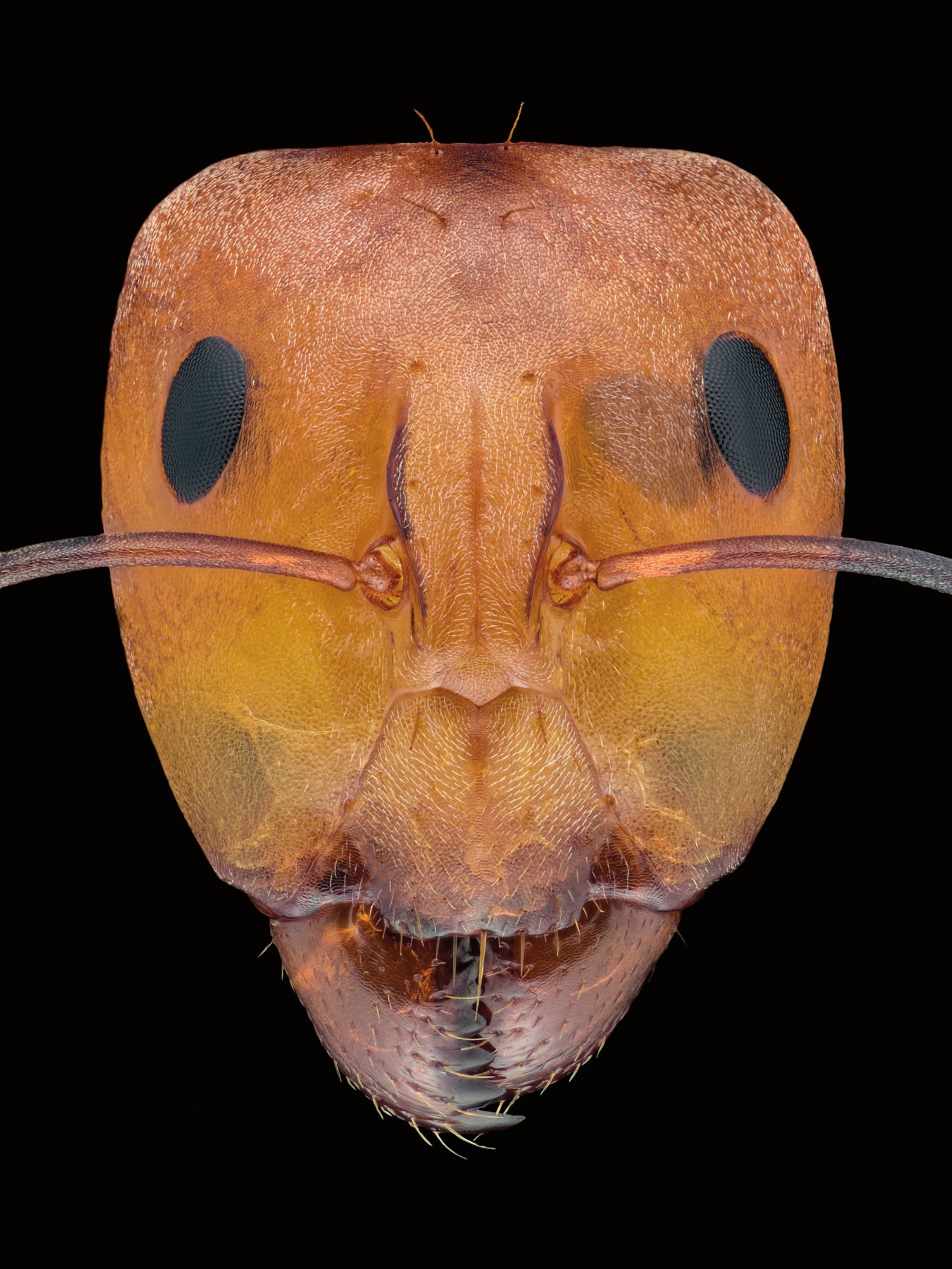 Ant 'portraits' reveal how diverse and beautiful these insects are