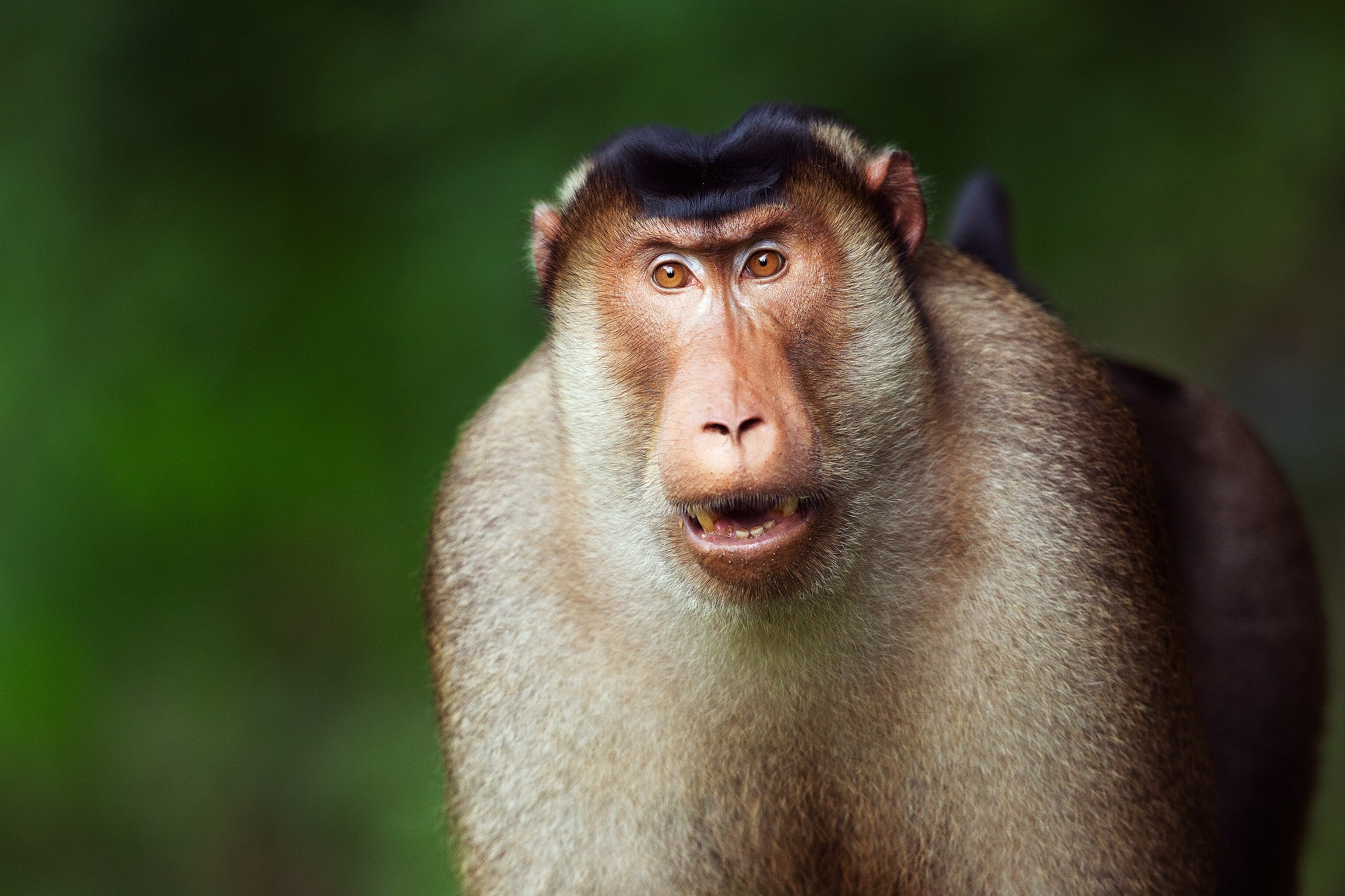 5 of Nature's Wildest Animal Showdowns