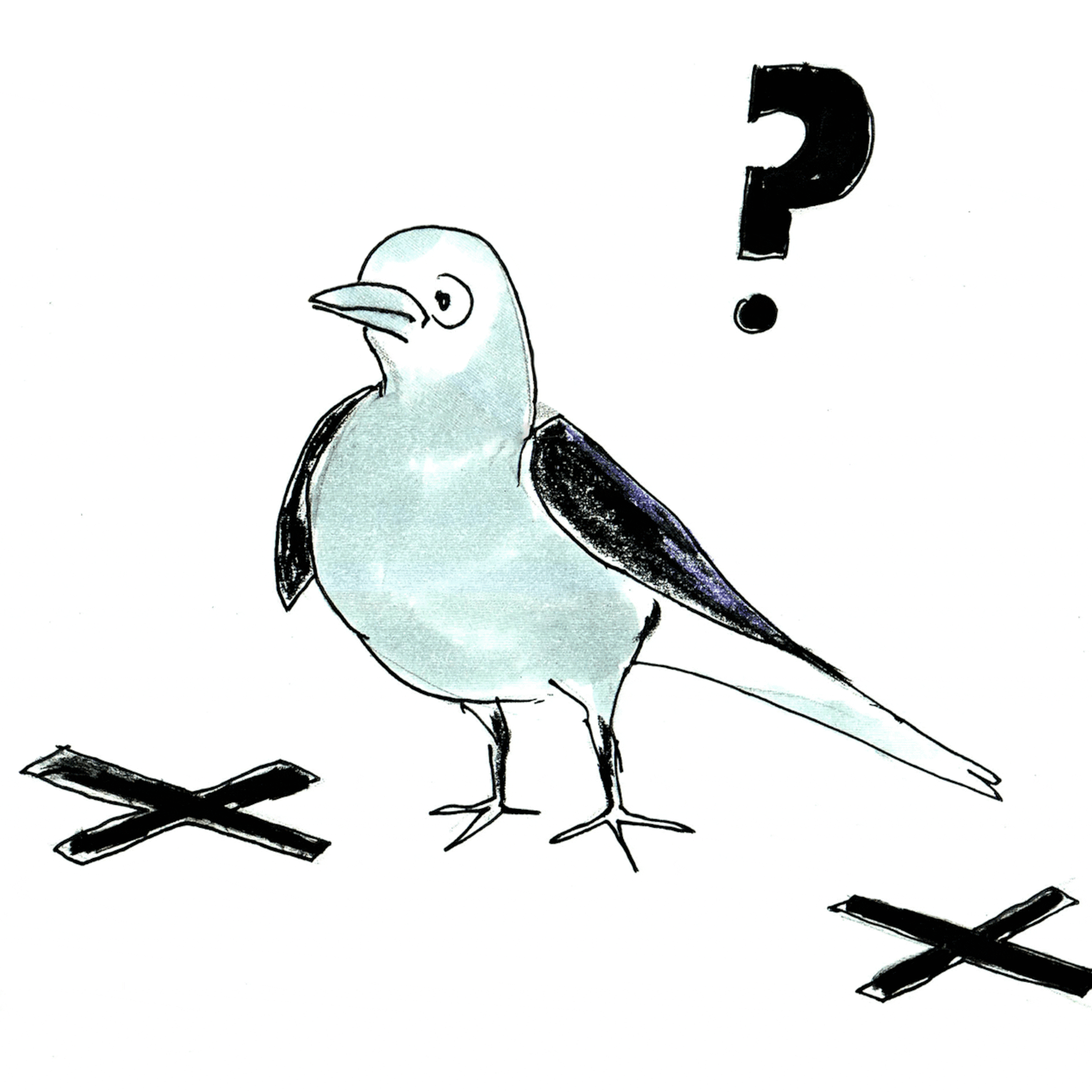 How a 5-Ounce Bird Stores 10,000 Maps in Its Head