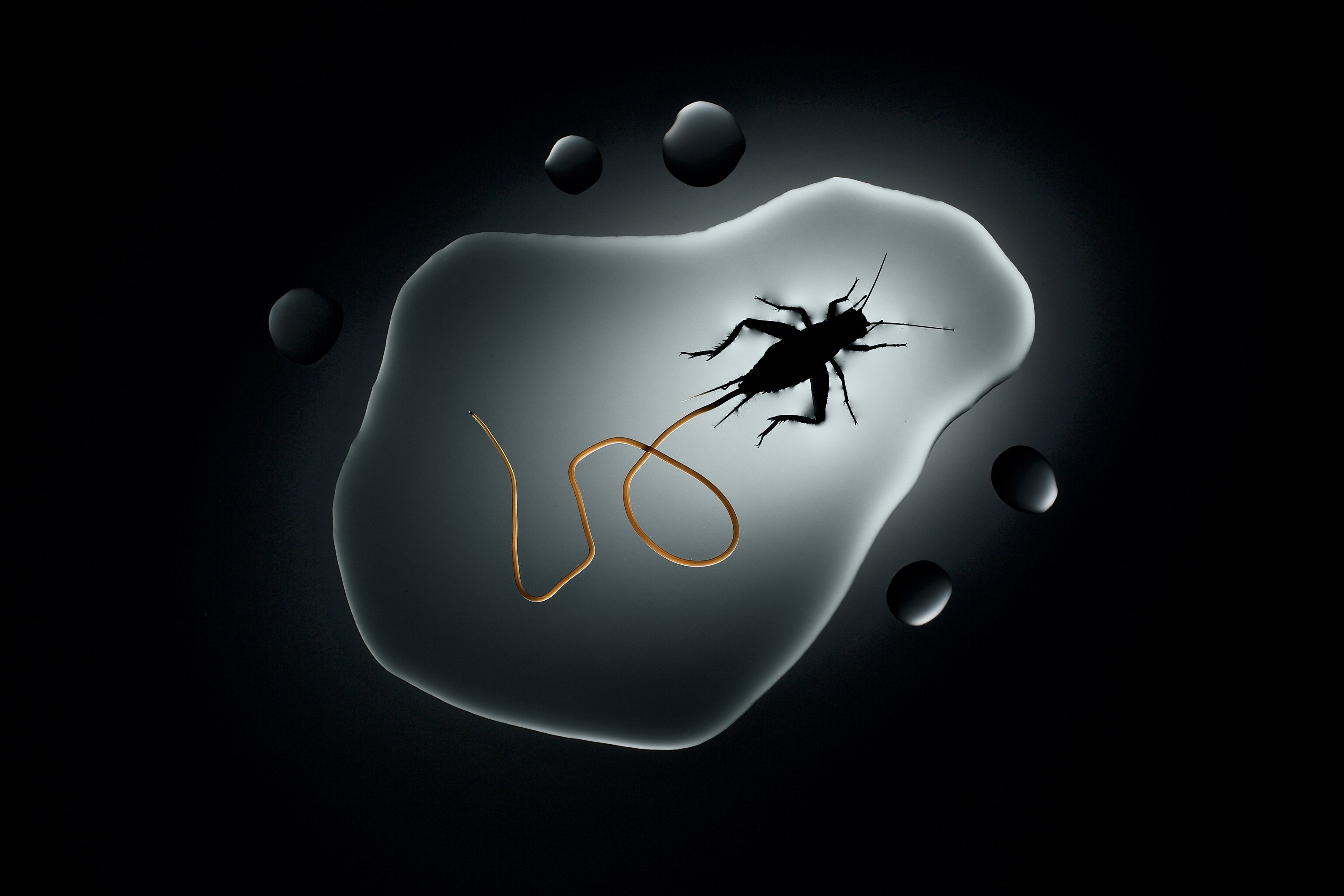 Anand Varma’s innovative photography reveals nature’s stunning and ...