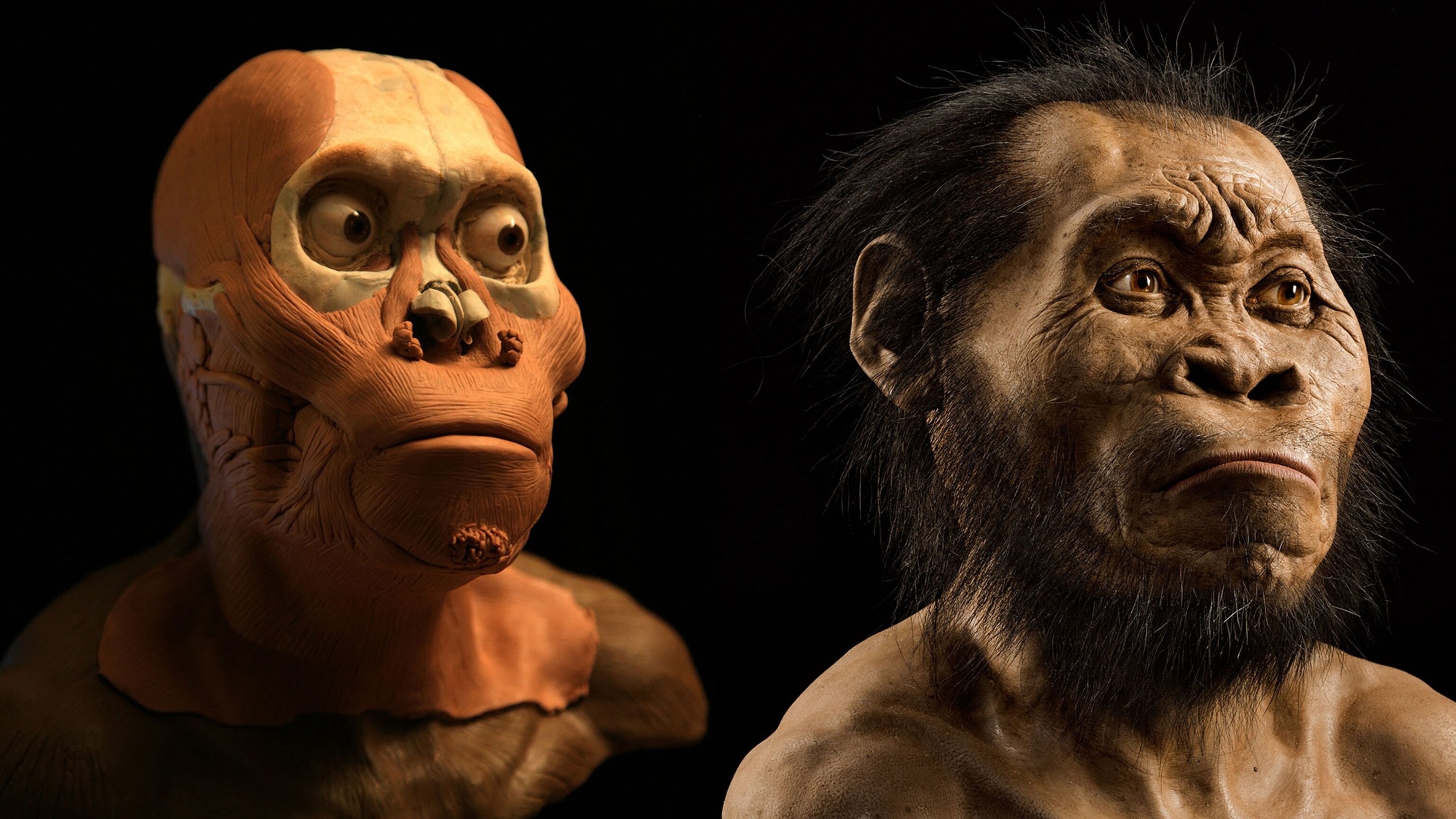 Meet the Man Who Gives Ancient Human Ancestors Their Faces