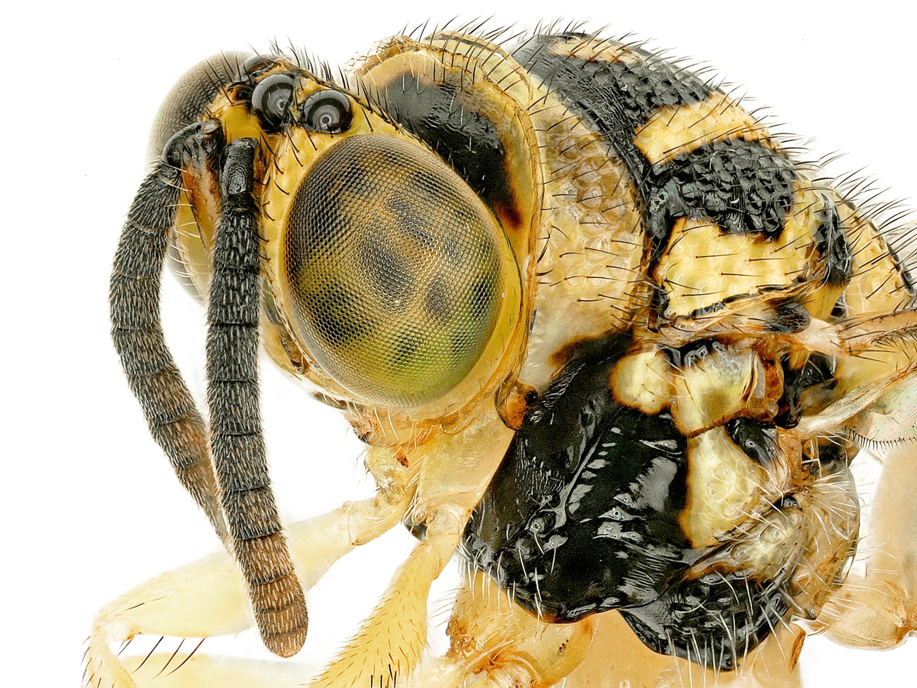 Hundreds of new and unusual insects discovered in the Amazon’s canopy