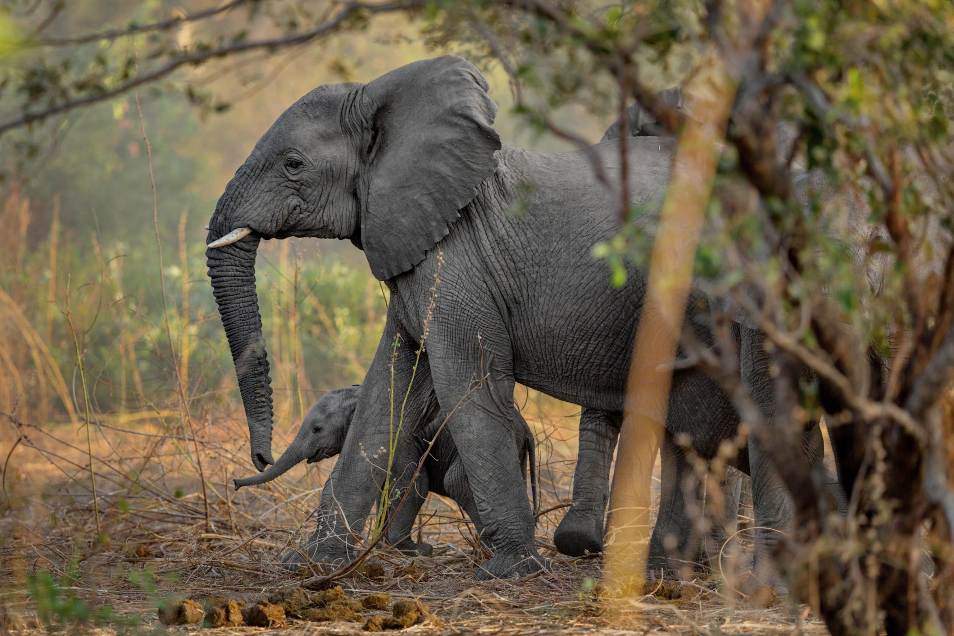 The Rare African Park Where Elephants Are Thriving