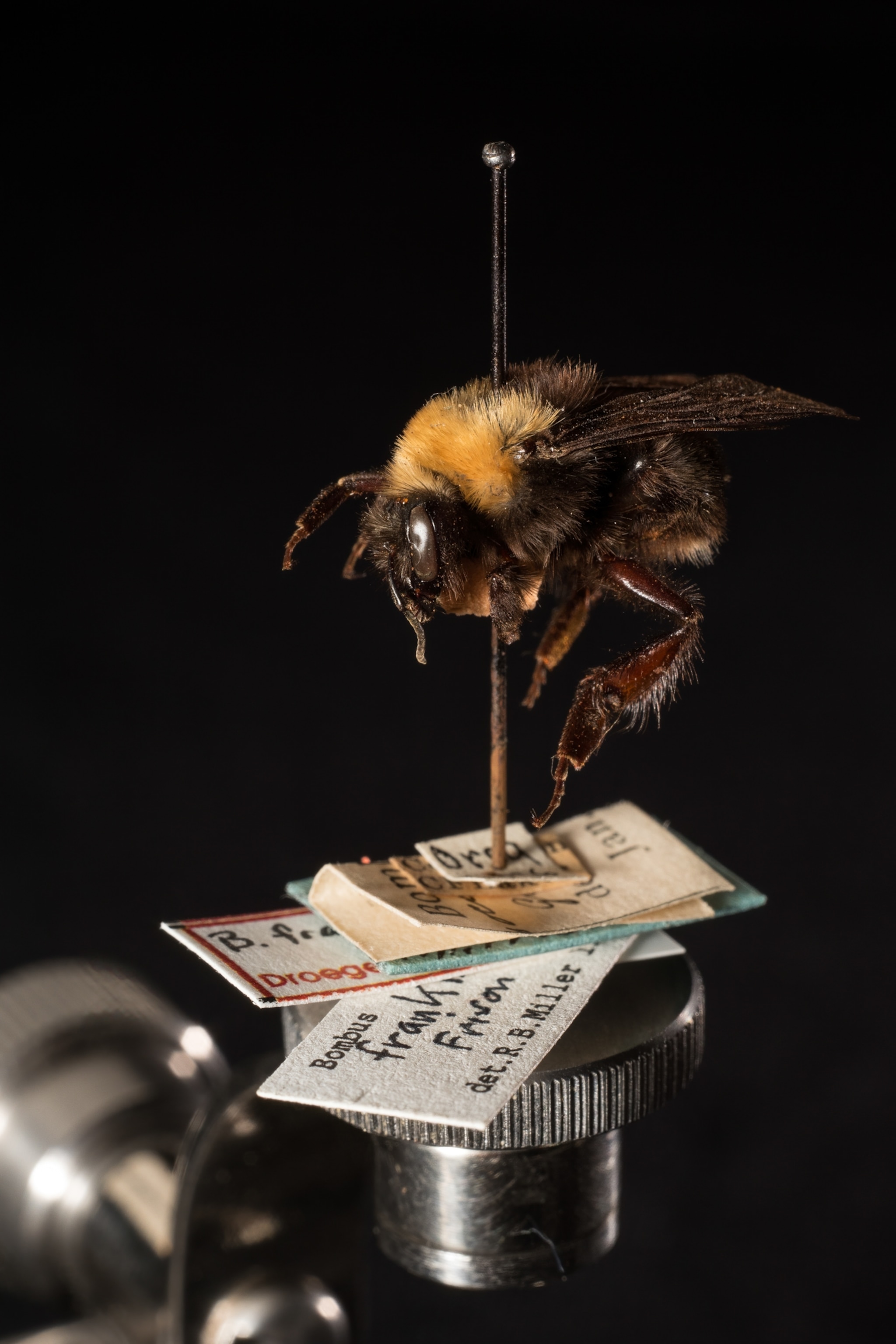 For World Bee Day, take a moment to appreciate native bees