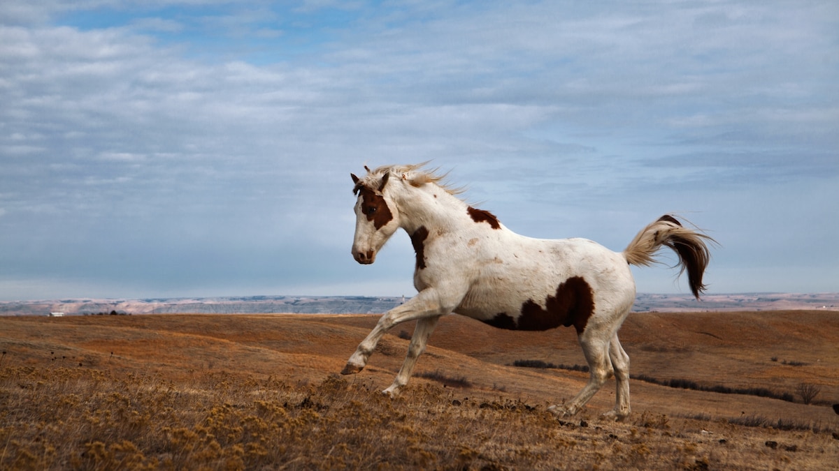 Erika Larsen: In Search of a Horse | National Geographic