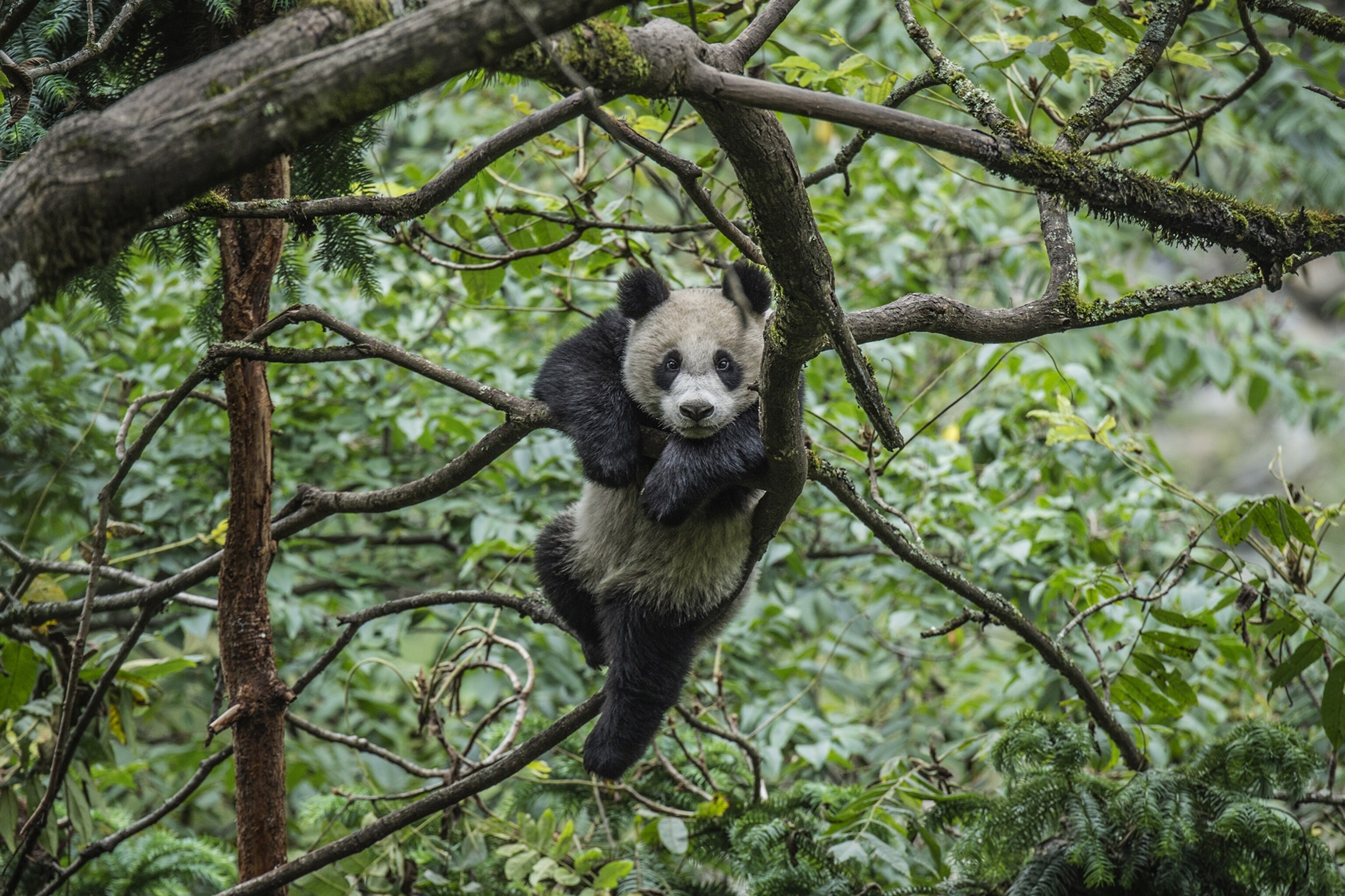China’s new panda park will be three times bigger than Yellowstone