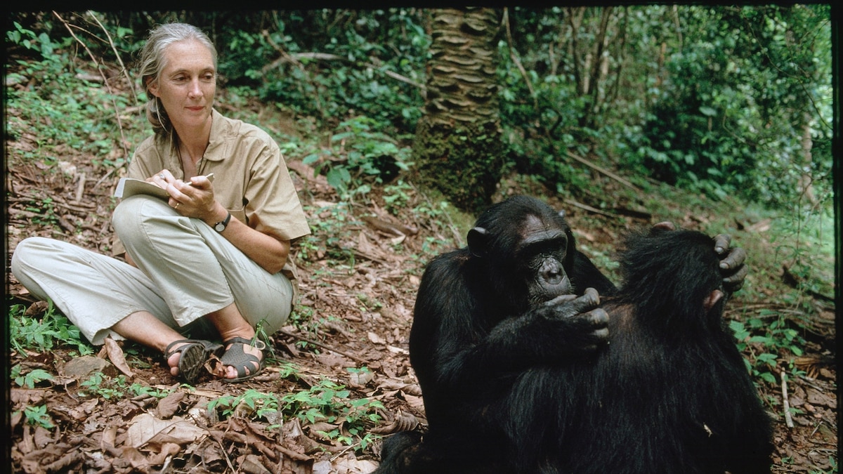 See National Geographic's most iconic Jane Goodall photos | National ...