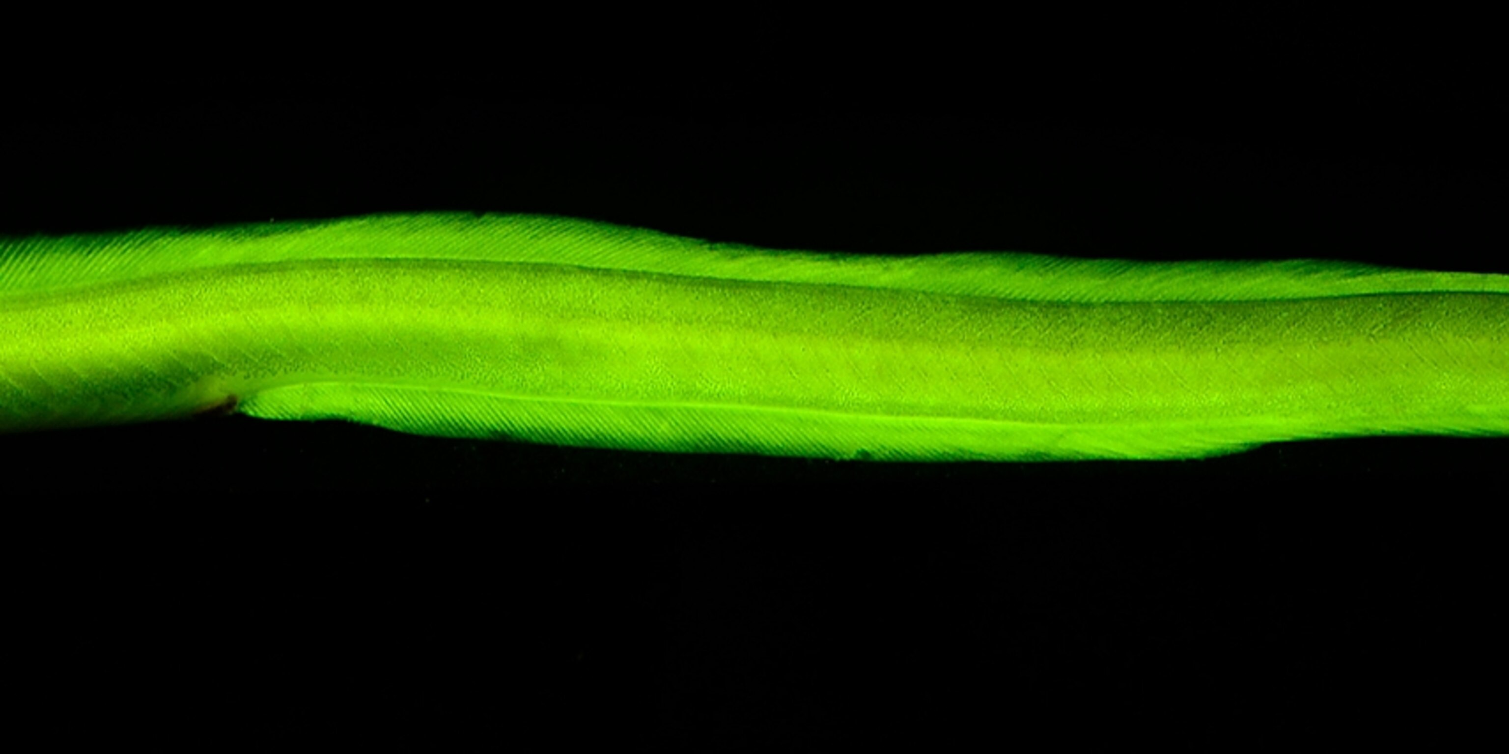 Pictures: Fish Light Up in Neon Colors