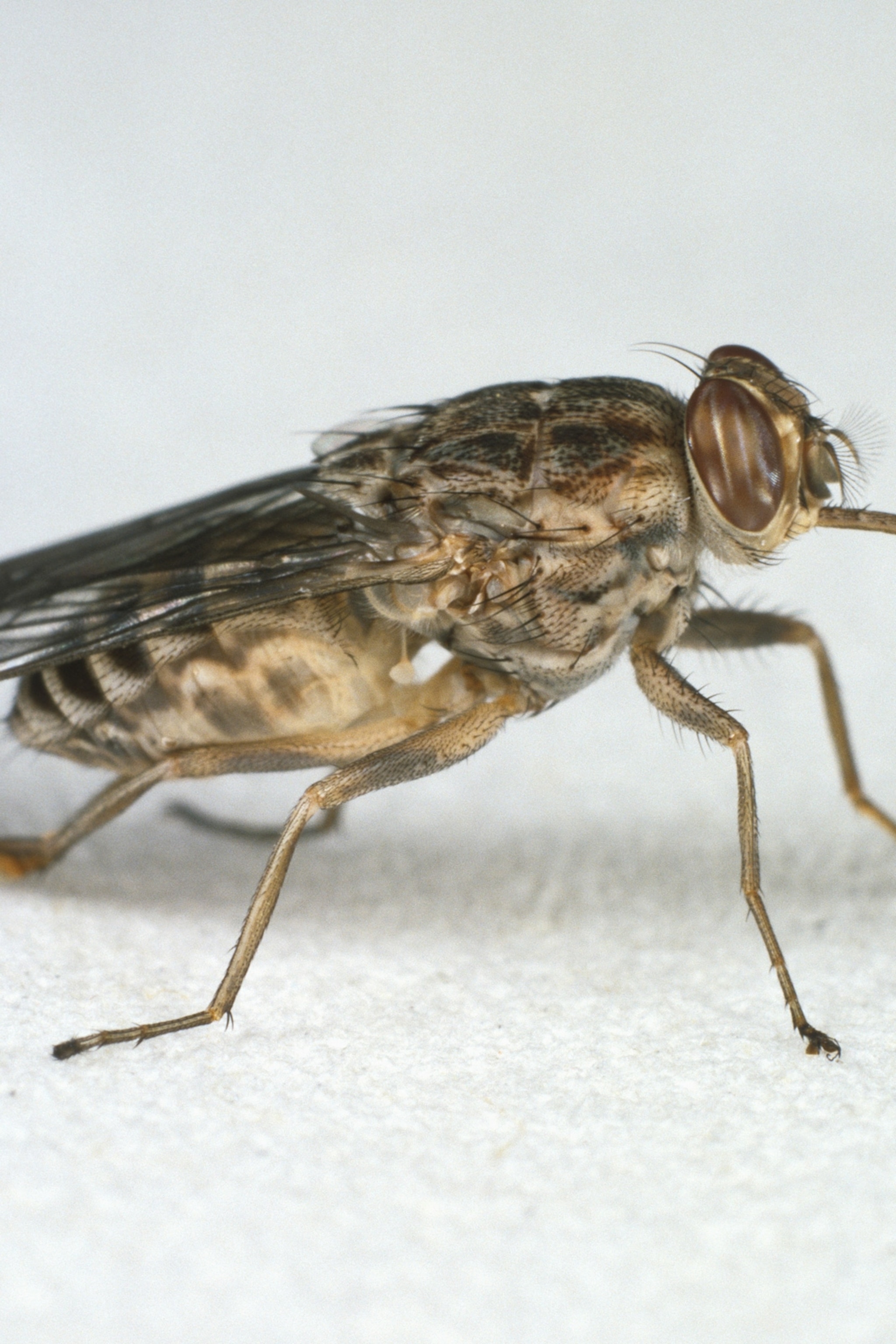 Tsetse Fly Sleeping Sickness