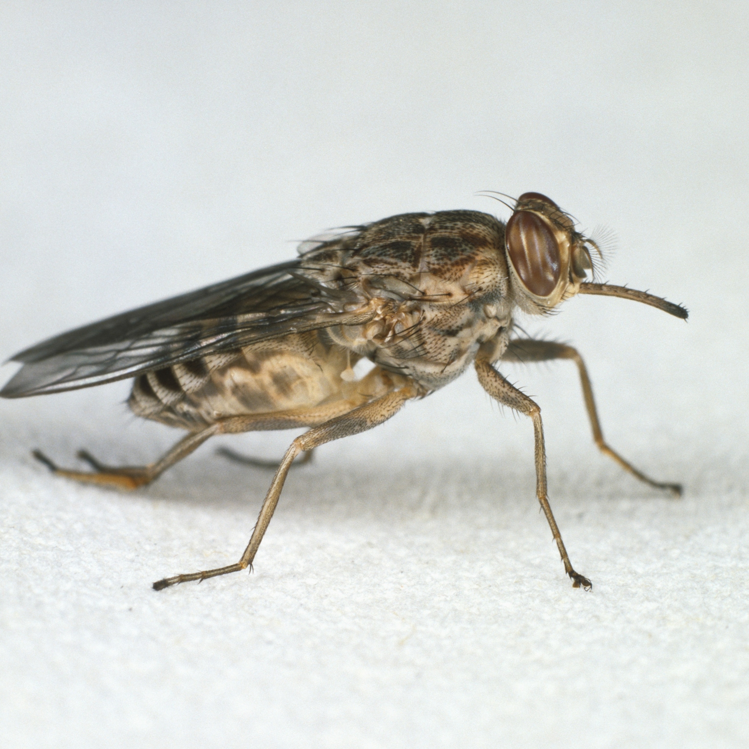 Tsetse Fly Size