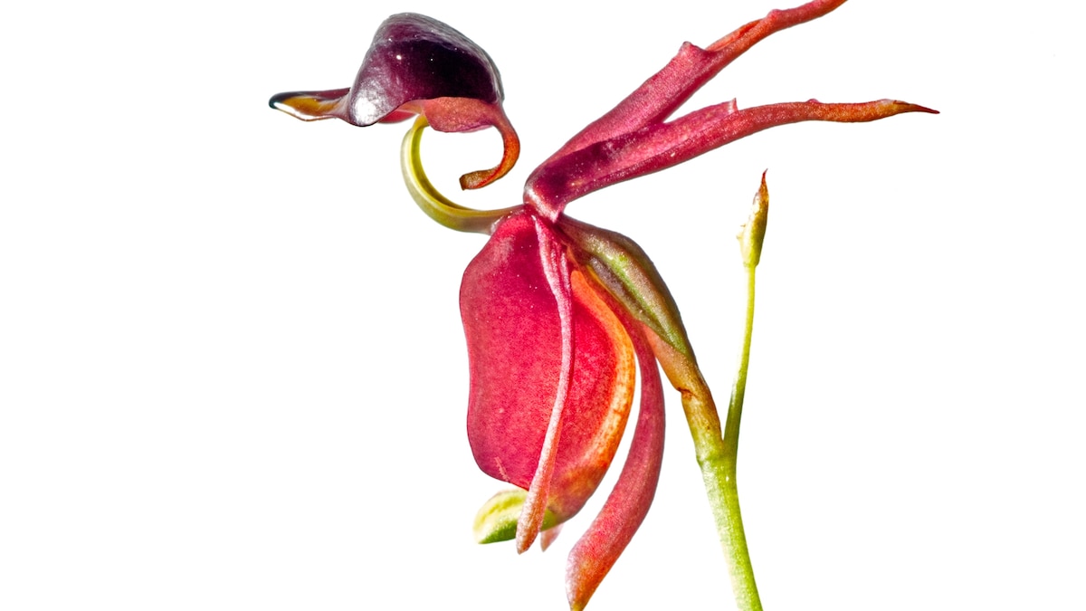 A Plant That Looks Like Poop and Other Sneaky Disguises | National ...