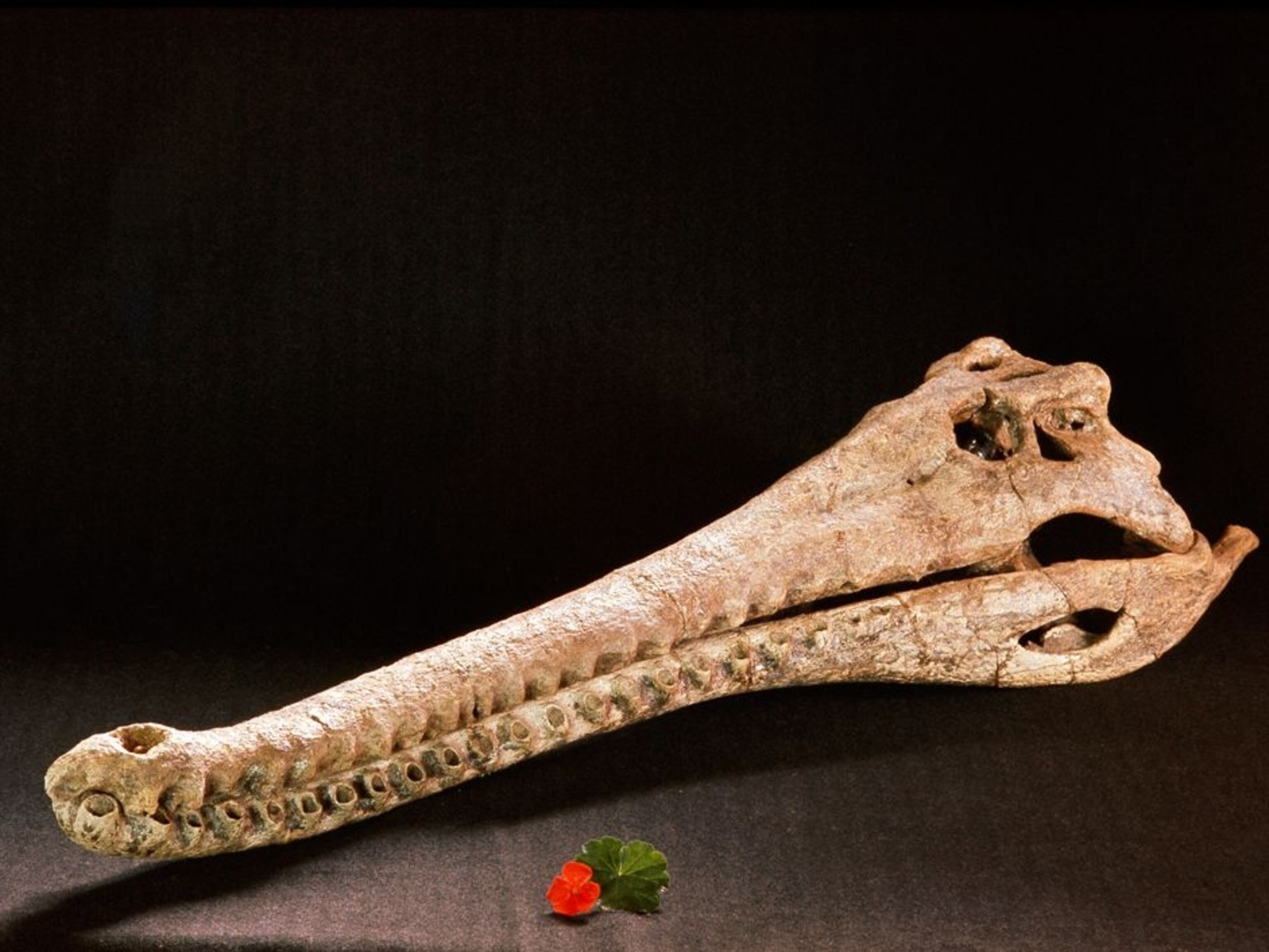 Eating Crocodile Helped Boost Early Human Brains?