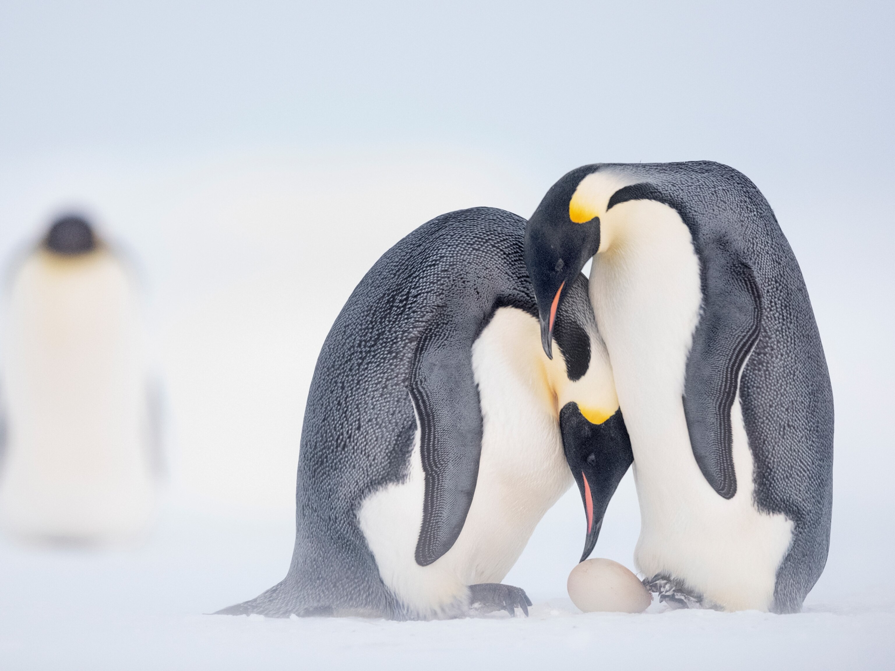 See heartwarming moments between animal dads and their babies
