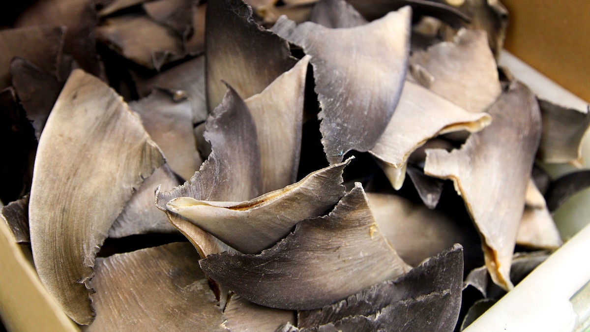 How the U.S. is inadvertently facilitating shark fin smuggling ...
