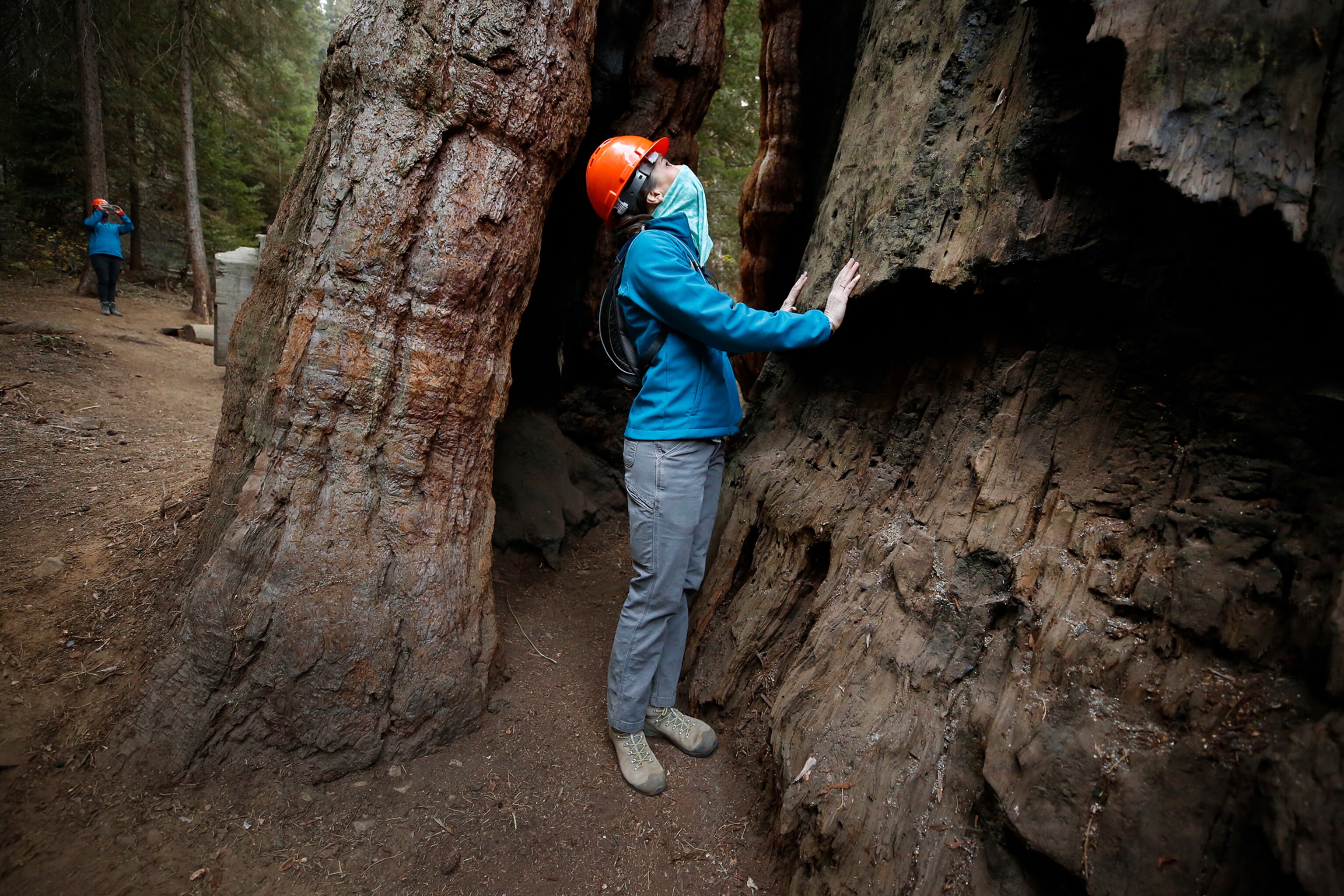 California's redwoods and giant sequoia can survive. But only with our ...
