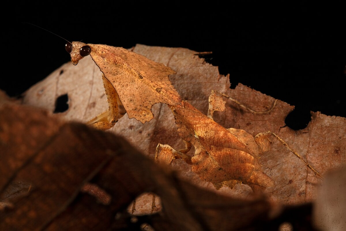 Photos: Masters of Disguise—Amazing Insect Camouflage