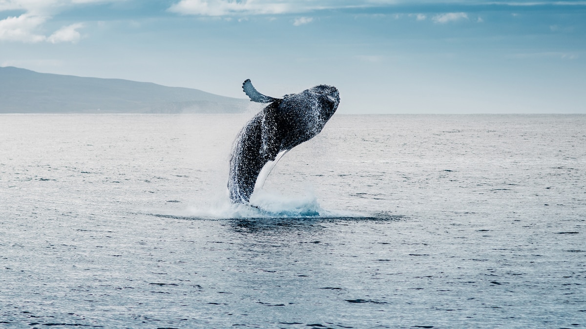 Europe's whale-watching season is starting. Here's where to see them ...