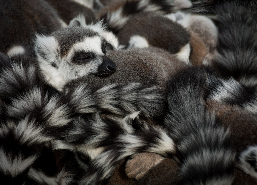 Animal Lema Ring Tailed Lemur | Smithsonian's National Zoo And