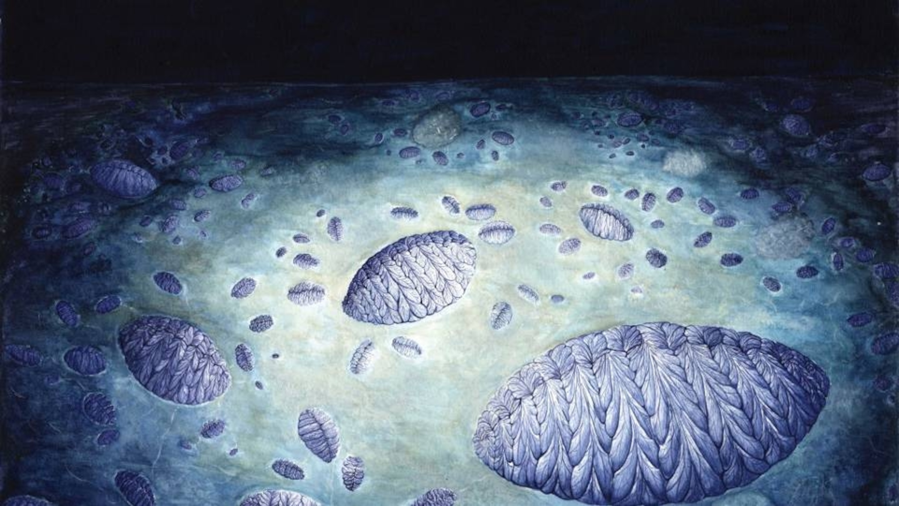 How Undersea Enigmas Reproduced Before the Dawn of Sex | National ...