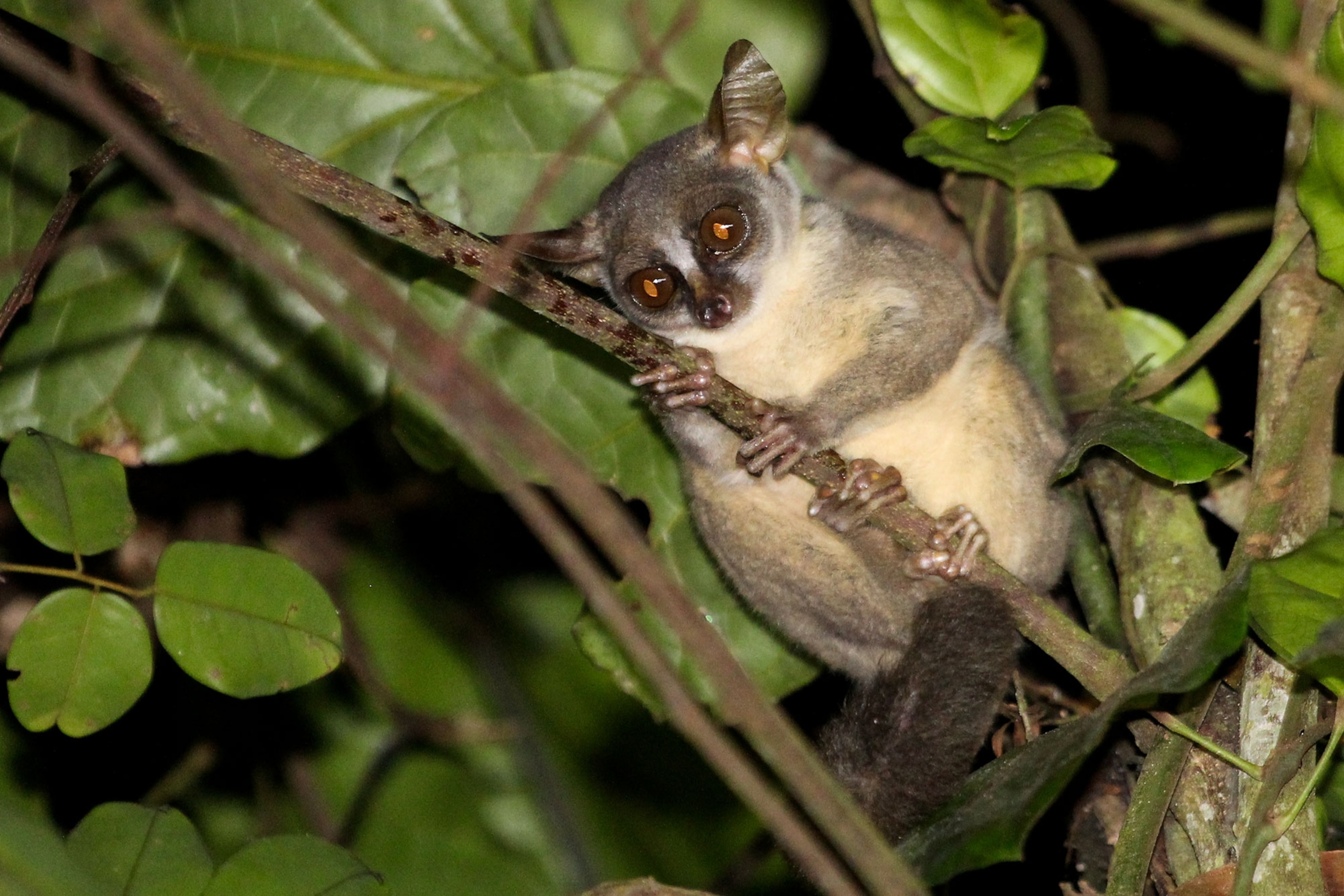New Dwarf Primate Found, Is Giant Among Its Kin