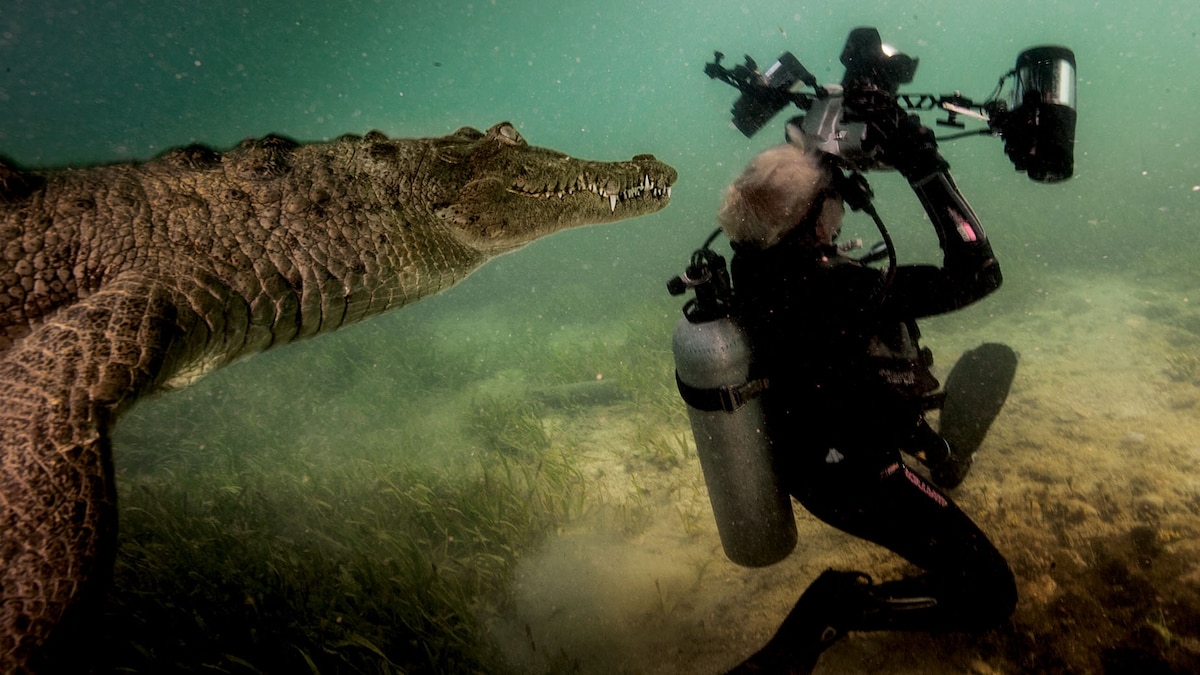 Behind the scenes of a close crocodile encounter | National Geographic