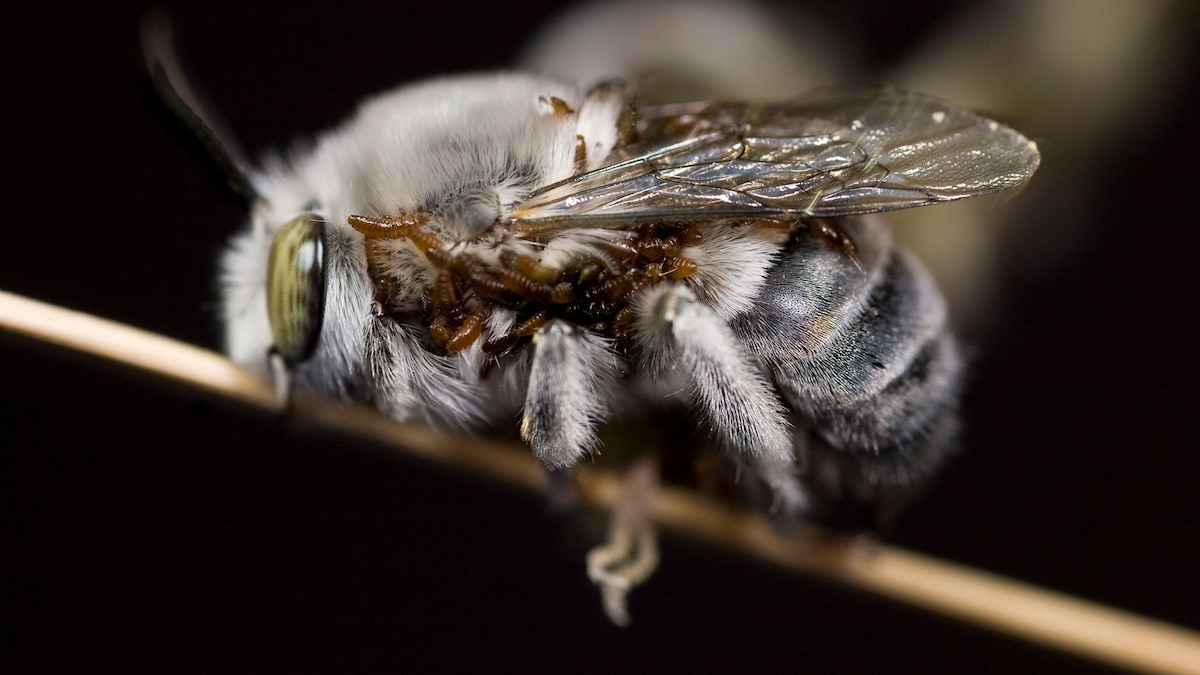 These Beetles Mimic Sexy Bees—and They're Splitting Into Separate ...