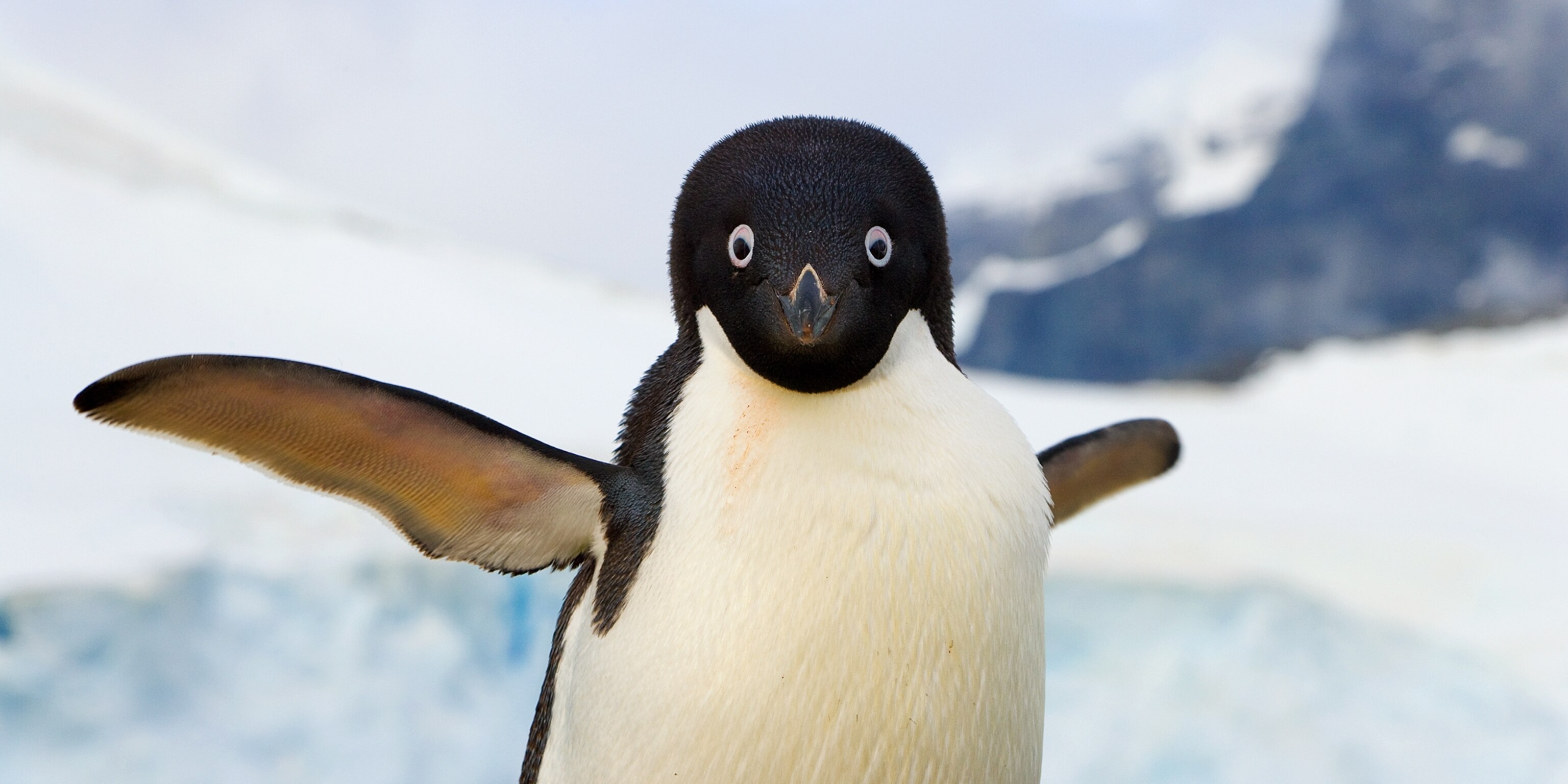 How Did Penguin Flippers Form How Emperor Penguins Survive