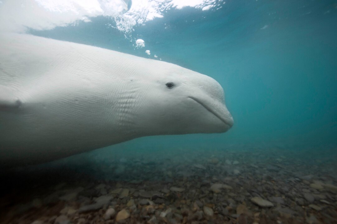 Beluga Whale Full Hd