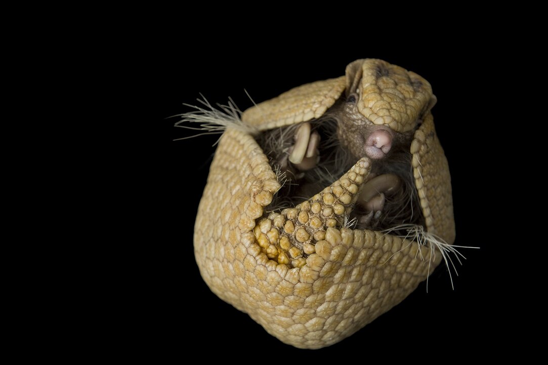 Armadillo Ball NEW FEMALE THREE BANDED ARMADILLO FOR GURT Zoo