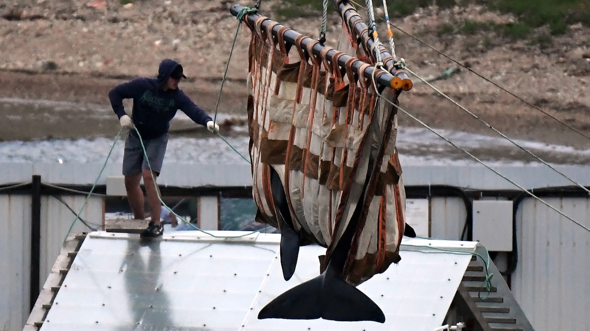 Release of whales from notorious Russia ‘whale jail’ complete ...