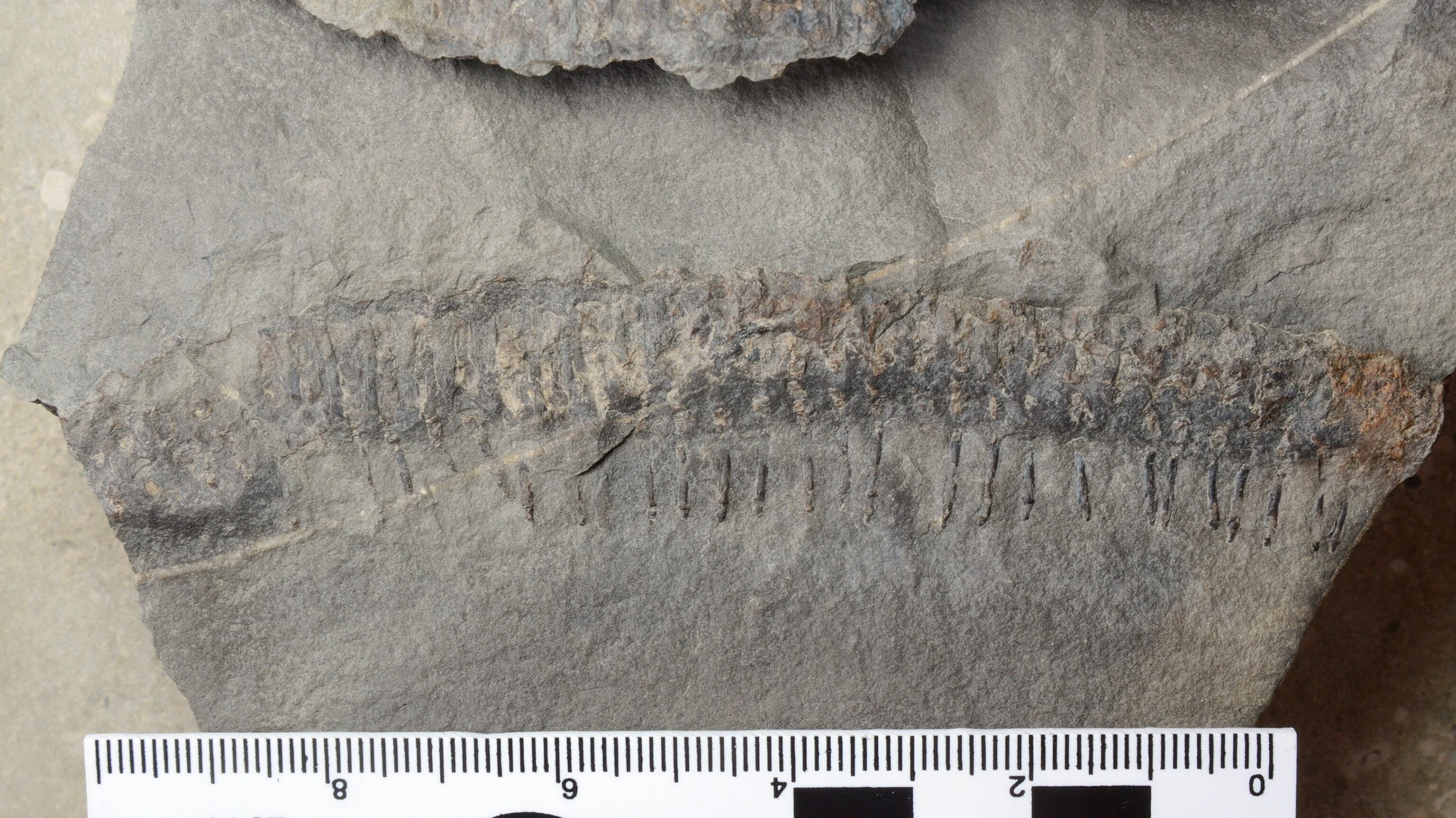 Giant Millipede Fossils May Reveal New Species