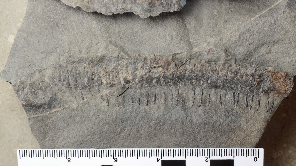 Giant Millipede Fossils May Reveal New Species