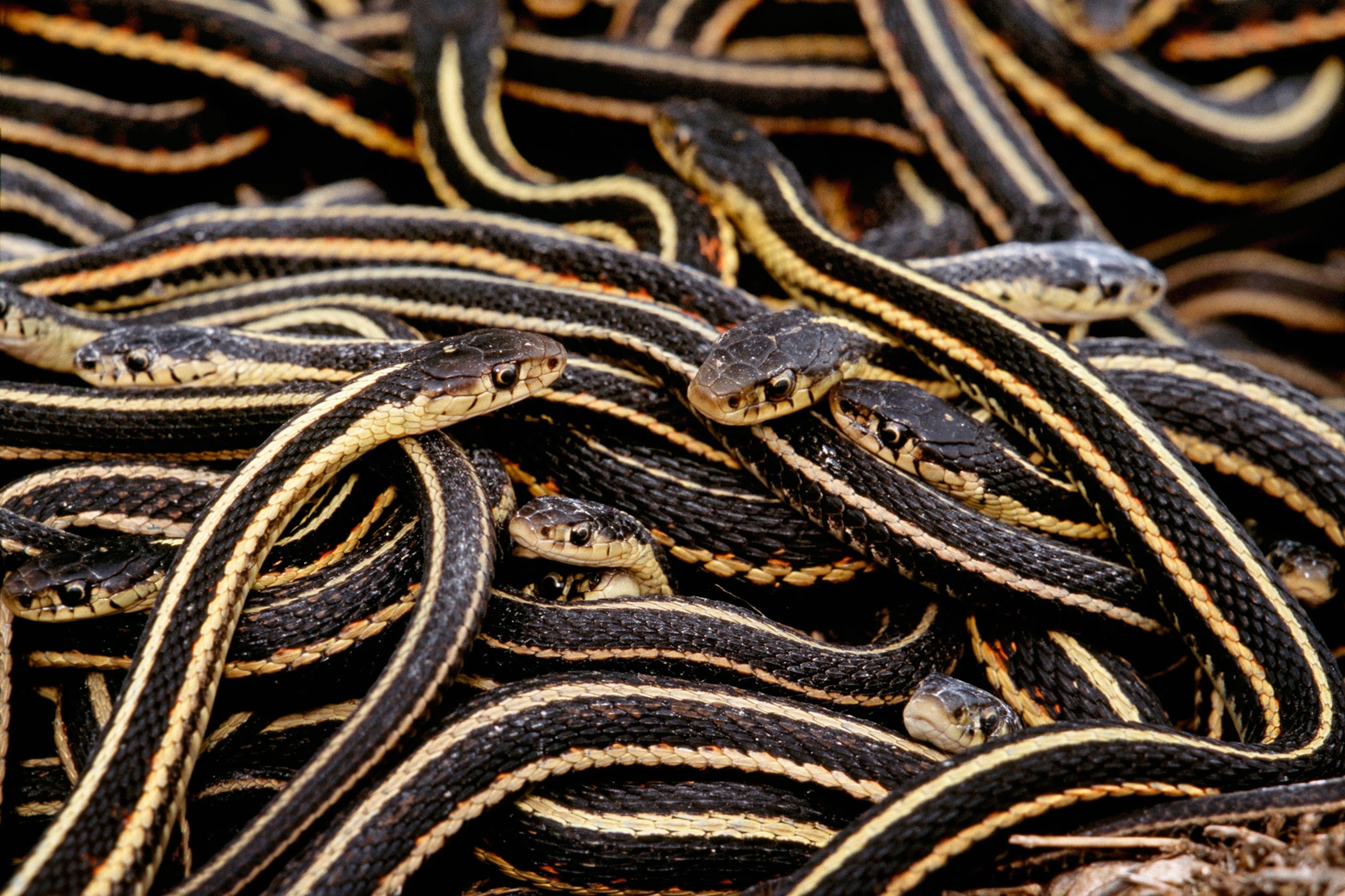 Snakes Infest House in Maryland—How Did It Happen?
