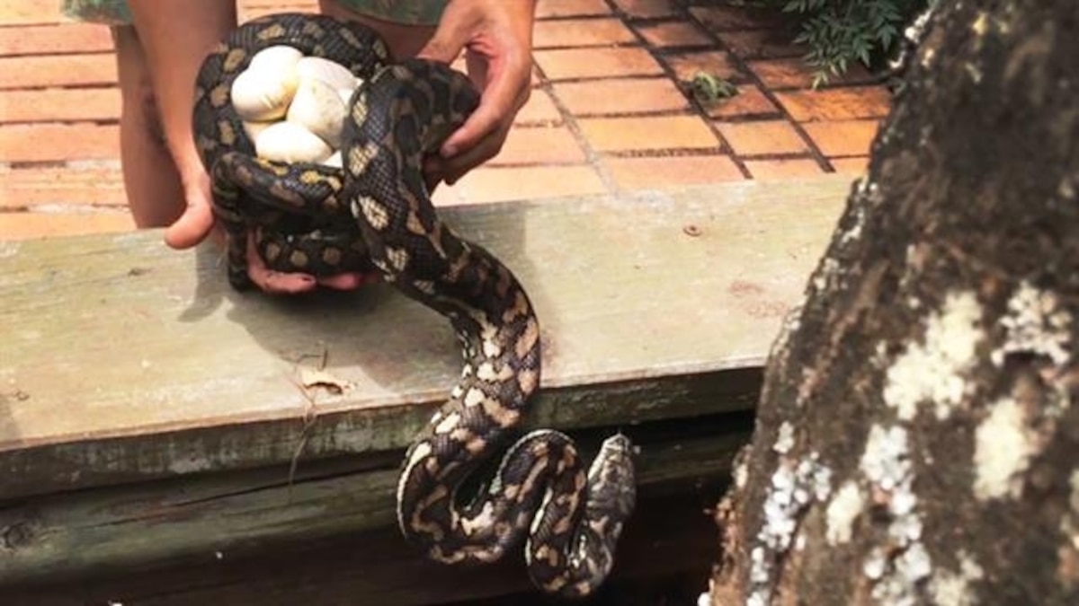 Watch: 6-Foot Snake and Her Babies Rescued From Backyard | National ...