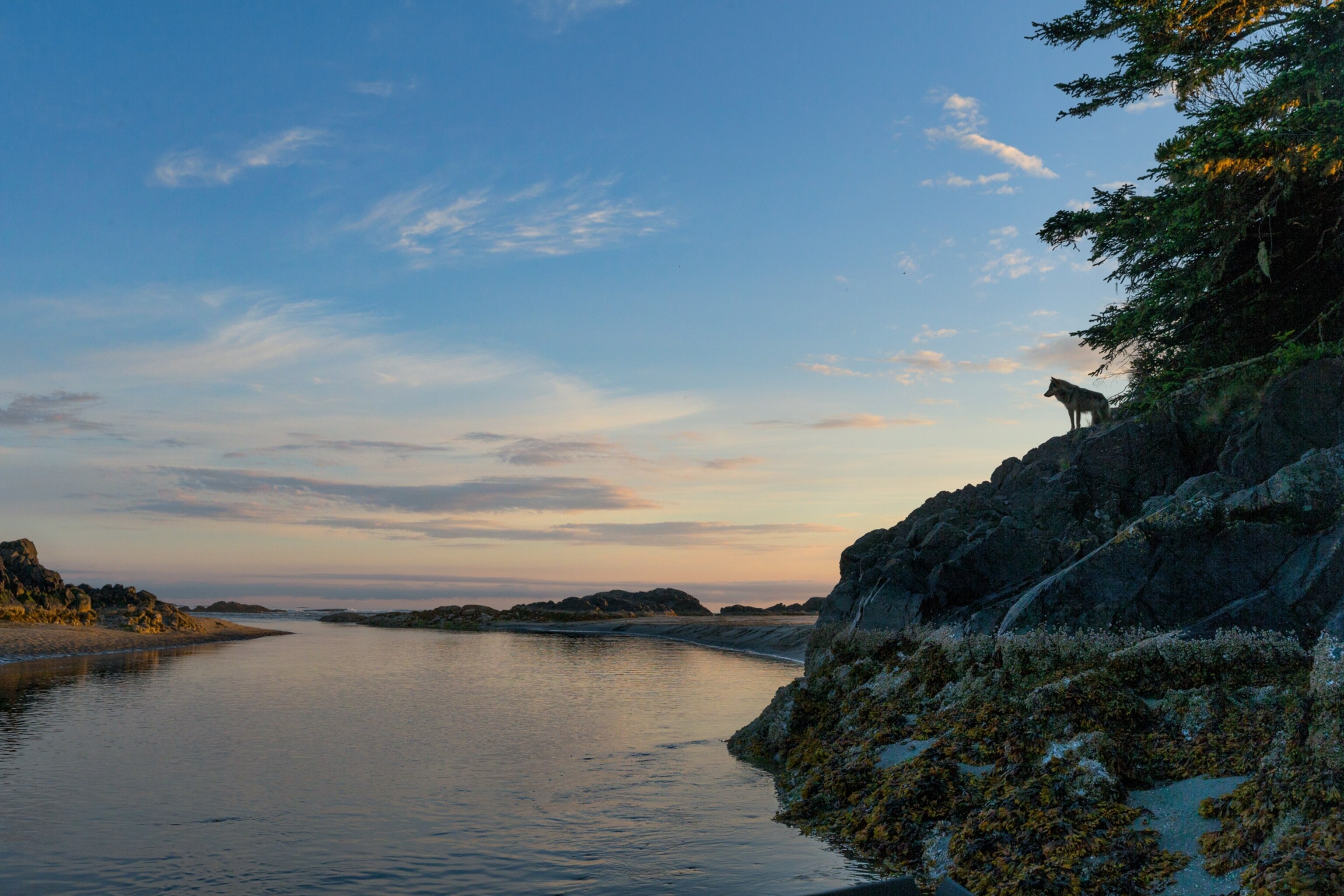 In Search of the Elusive Sea Wolf Along Canada’s Rugged Coast