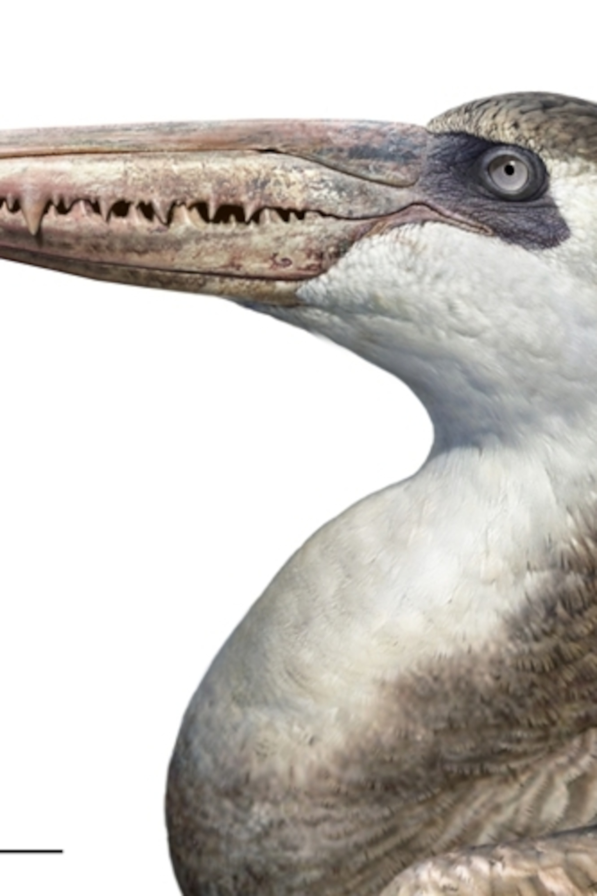 Birds With Human Teeth