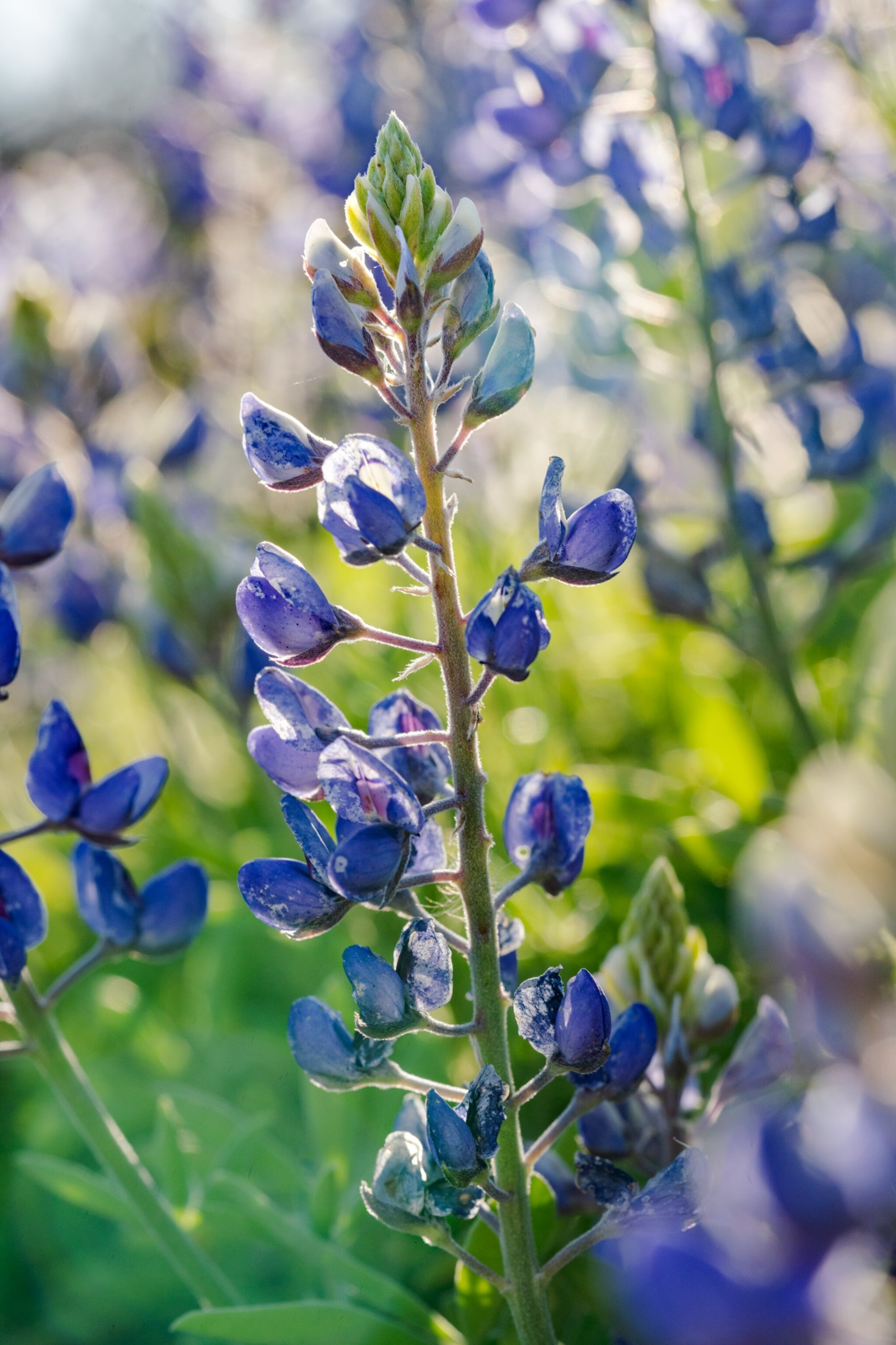 How did the bluebonnet become a symbol of Texas?