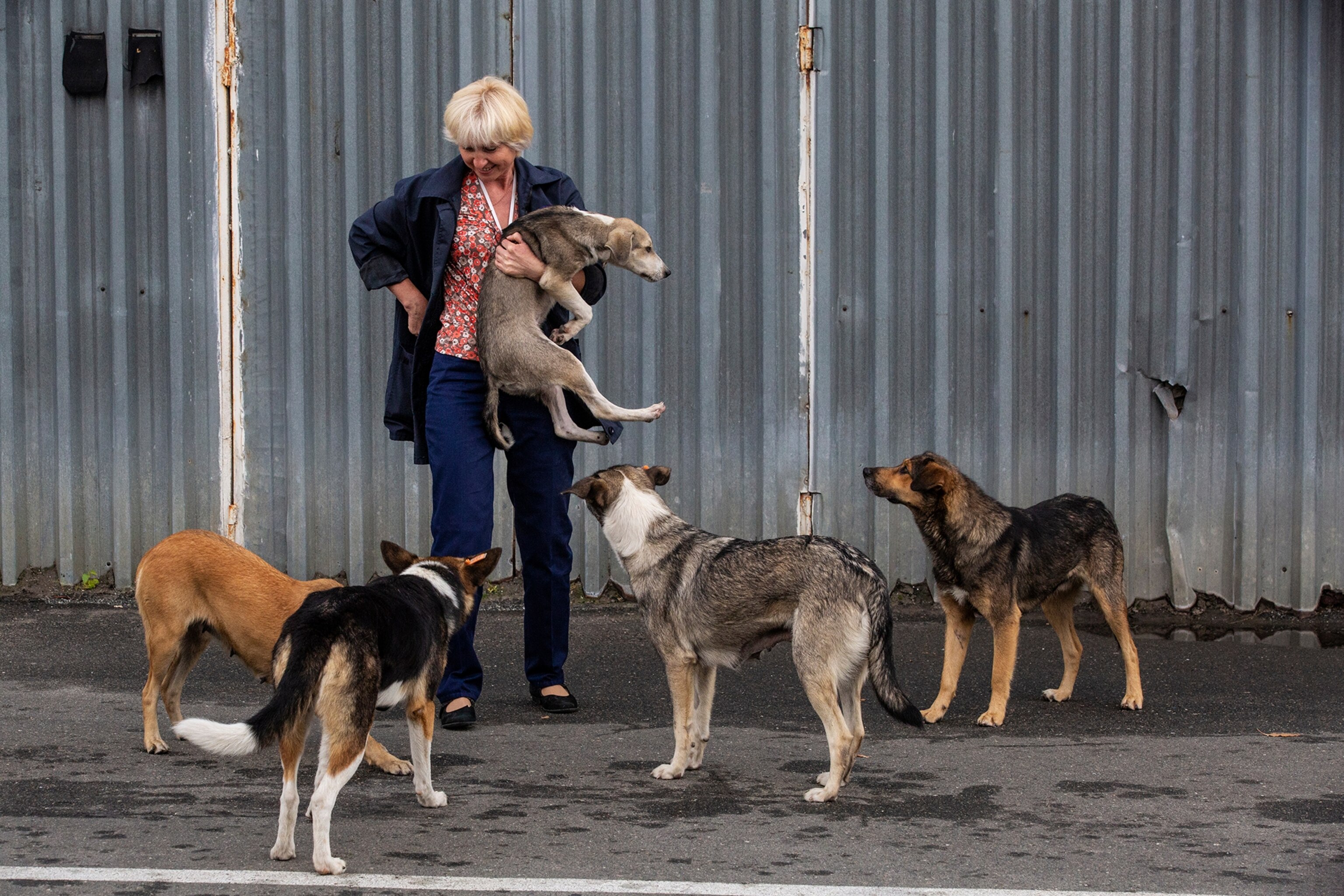 Radioactive dogs? What we can learn from Chernobyl's strays