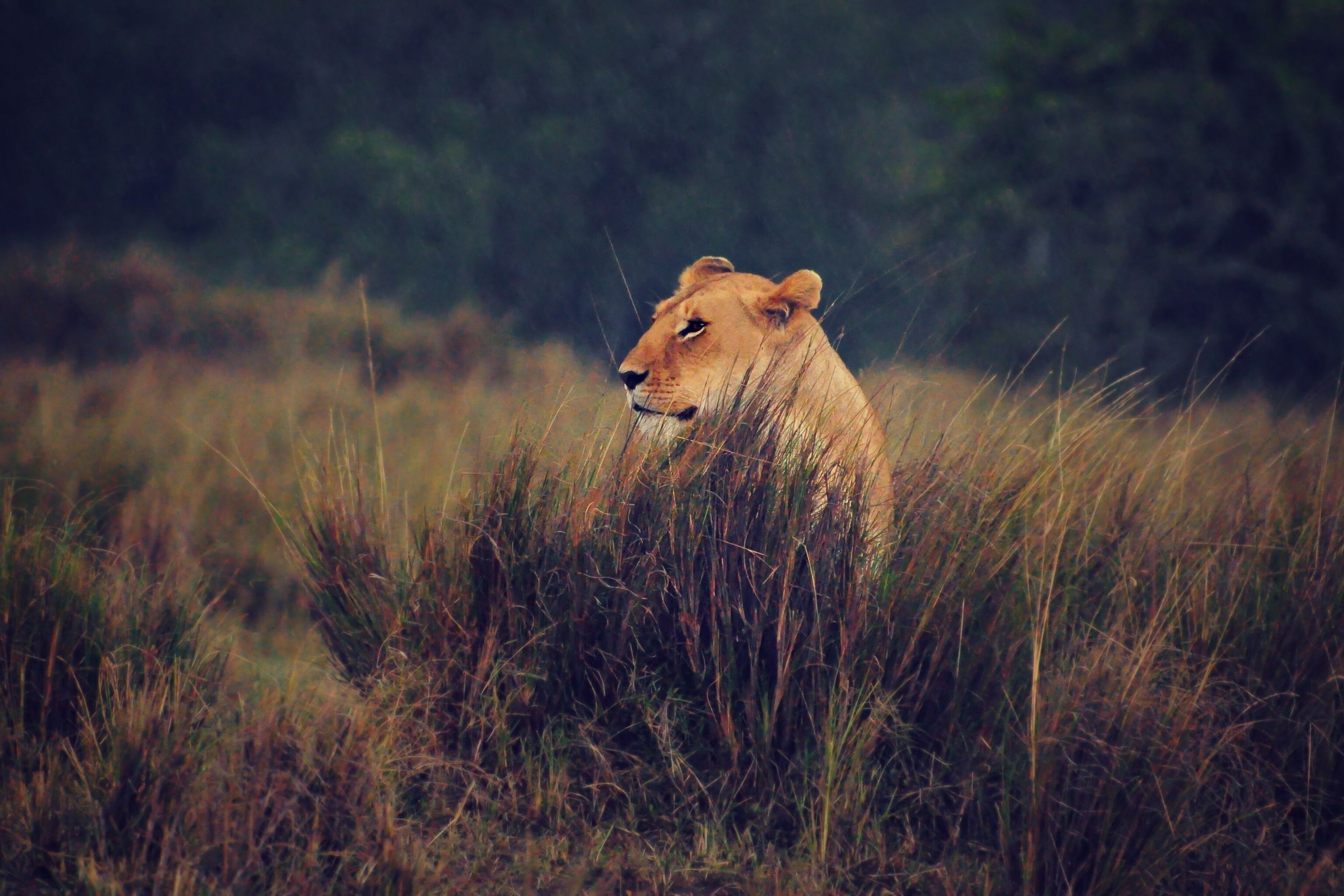 Is Captive Lion Hunting Really Helping to Save the Species?