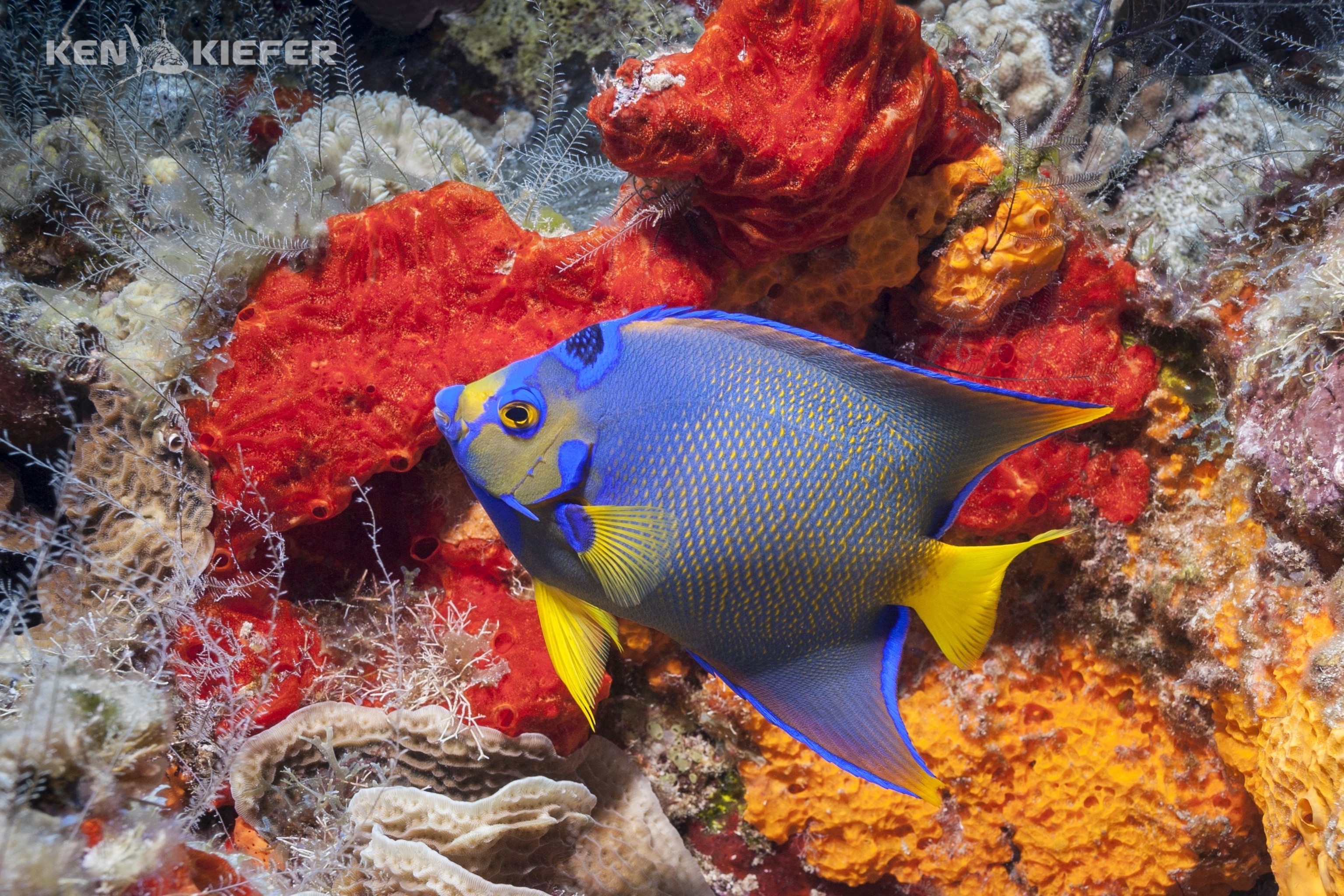 Queen Angelfish Facts And New Pictures All Wildlife Queen Angelfish
