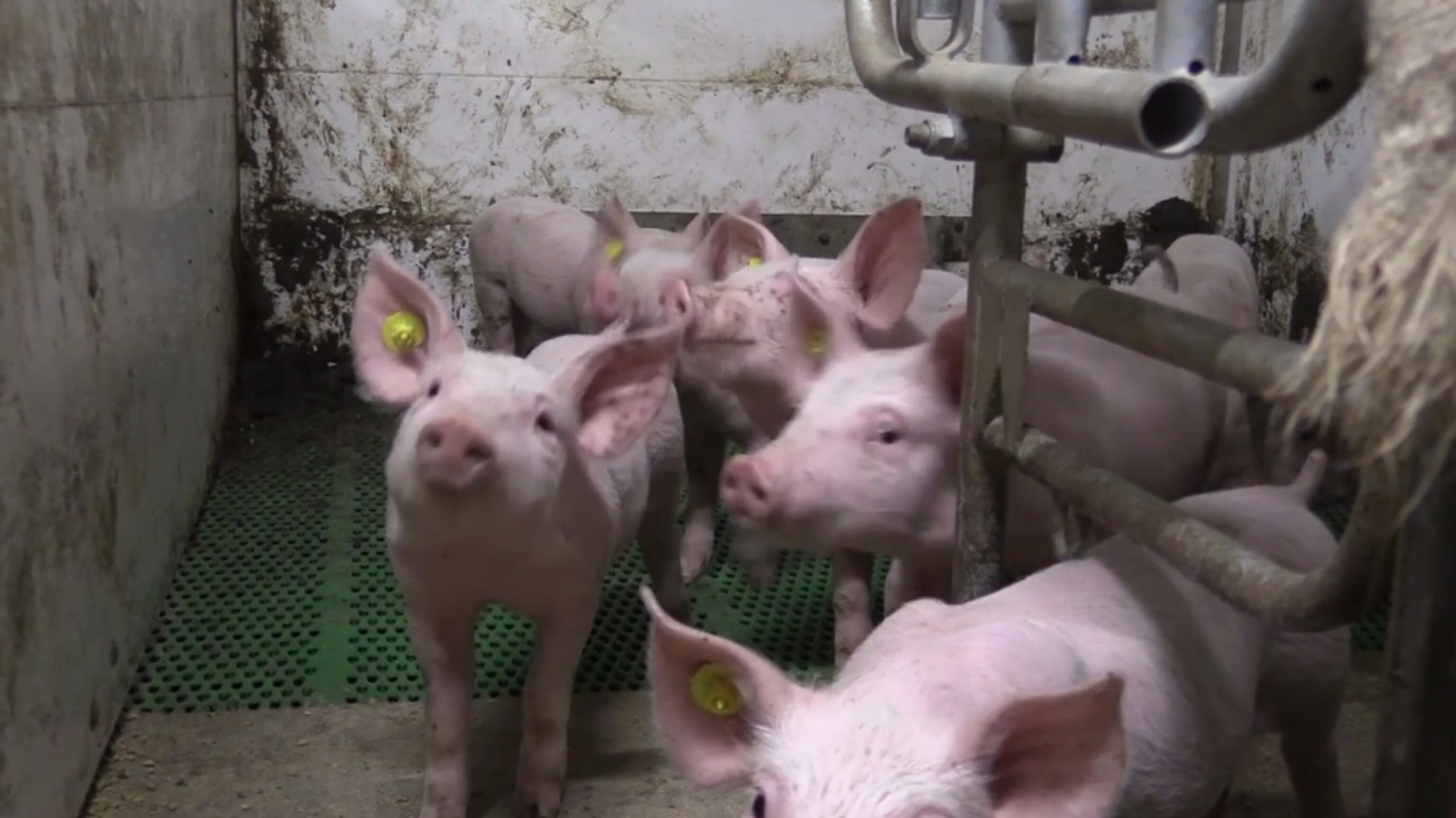 Can Farms Reduce Antibiotic Use? Dutch Farms Did