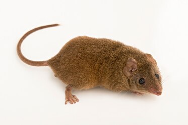 Sex, Sex, and More Sex, Then Death: The Antechinus Story