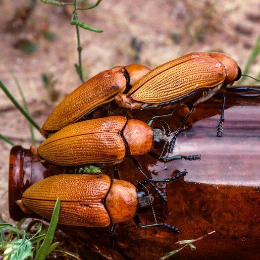 Flesh Eating Beetles