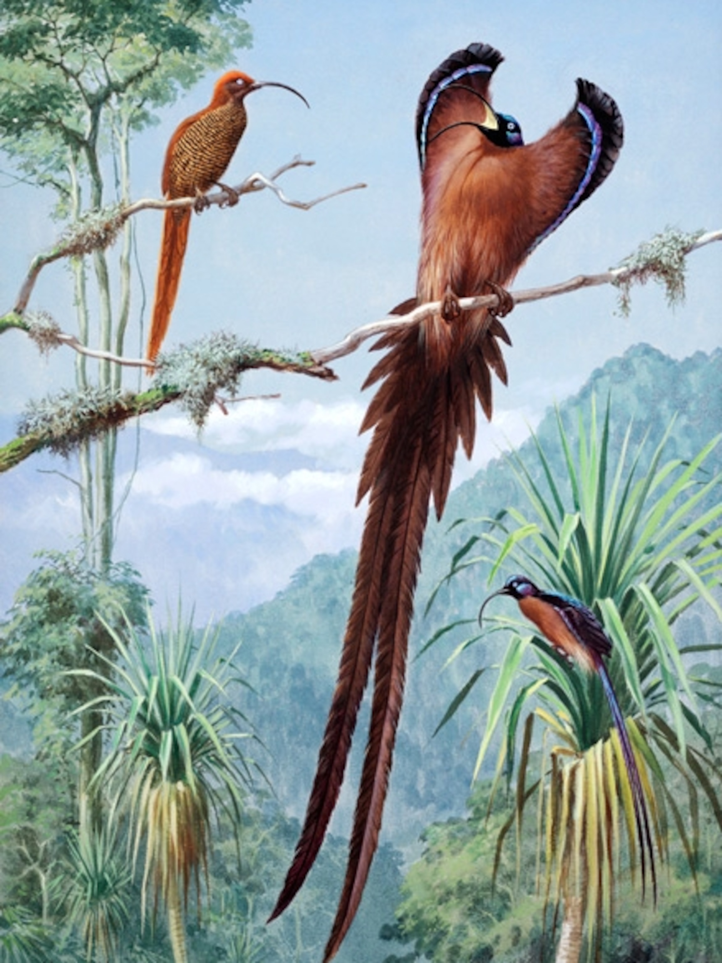 Bird Illustrations by Walter Weber -- National Geographic
