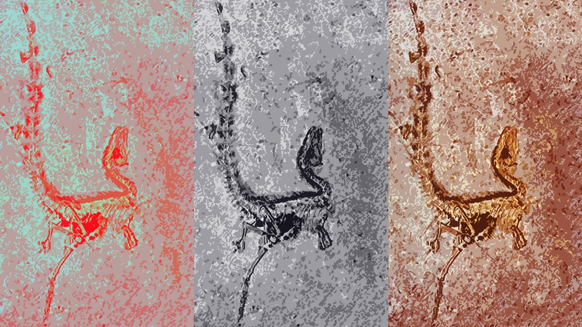 Feathered Dinosaur Colors Bloomed 150 Million Years Ago | National ...