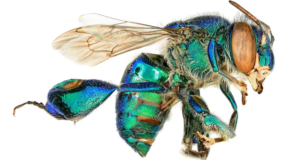 INSECTS LIKE YOU’VE NEVER SEEN BEFORE | National Geographic